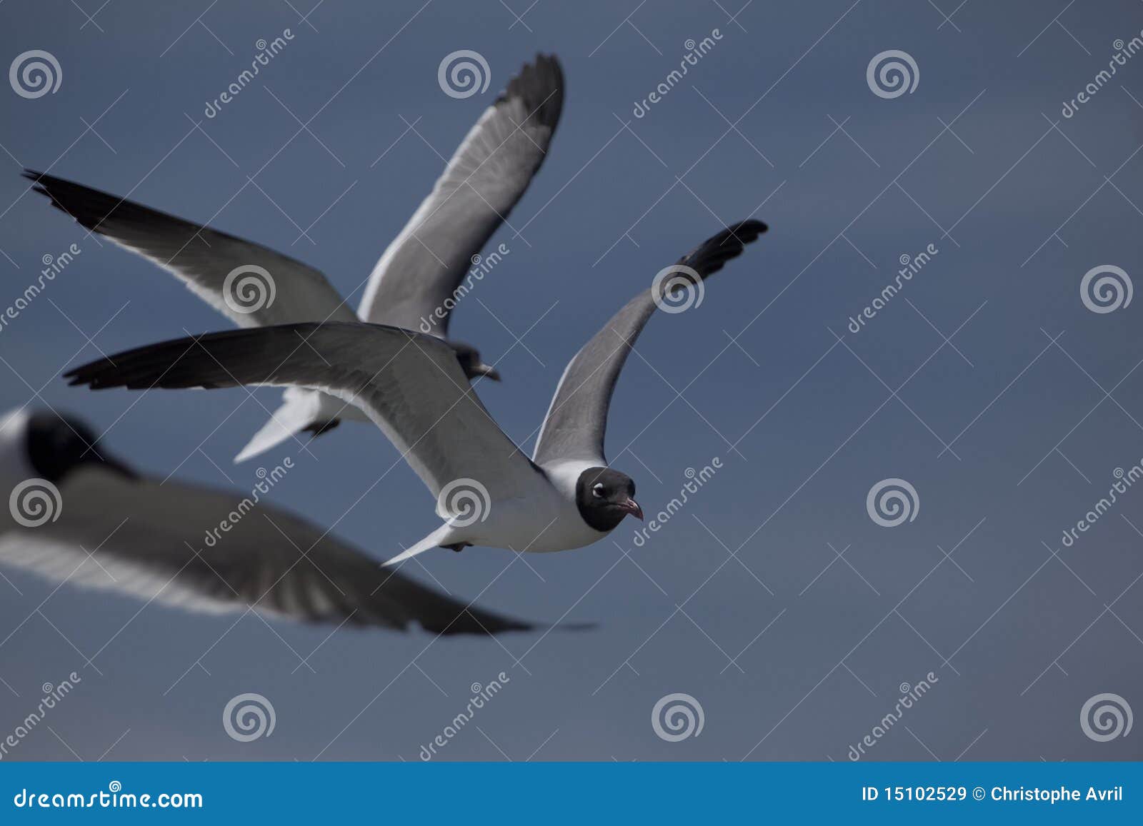 Sea Birds stock image. Image of closeup, nature, ocean - 15102529