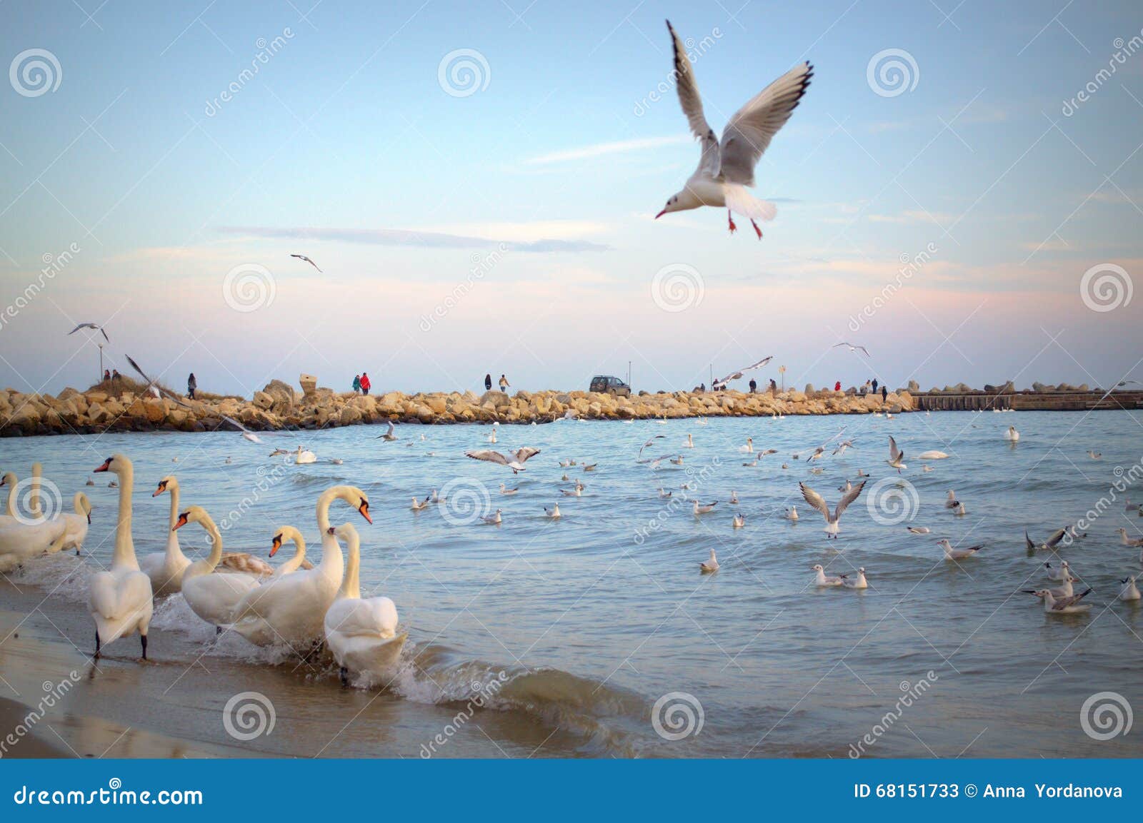 Sea birds on beach stock image. Image of coast, beauty - 68151733