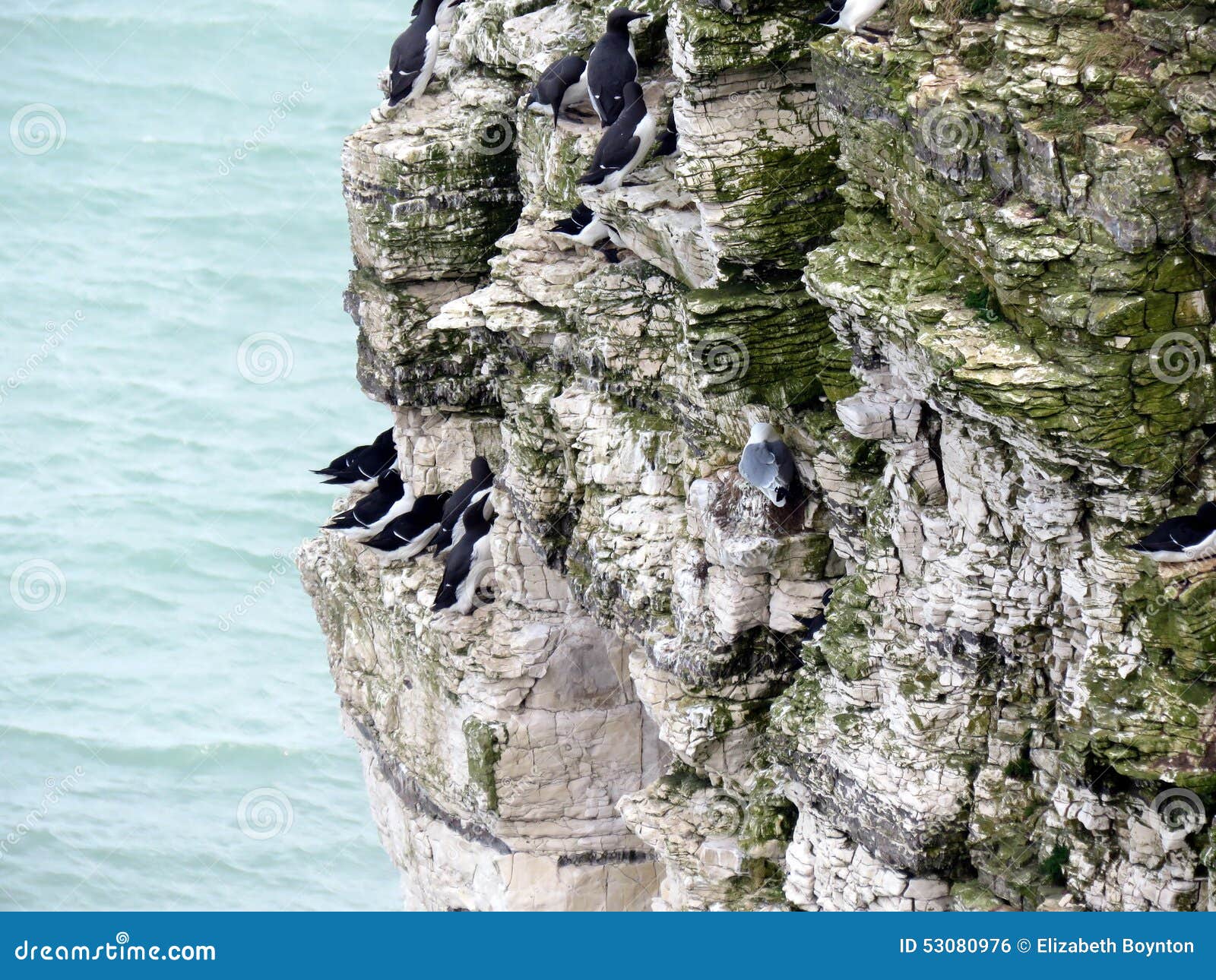 Sea Birds at Bempton Bird Sanctuary Stock Photo - Image of gull ...