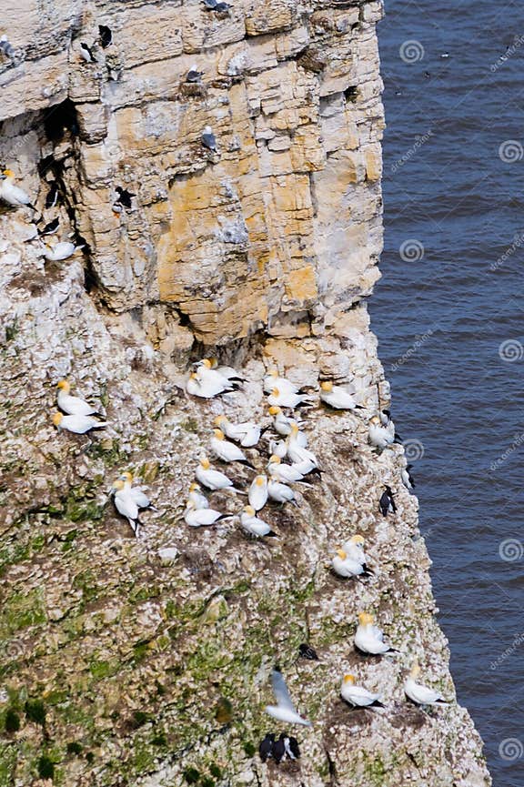 Sea Birds at Bempton Cliffs 2 Stock Photo - Image of birds, murre: 30539080