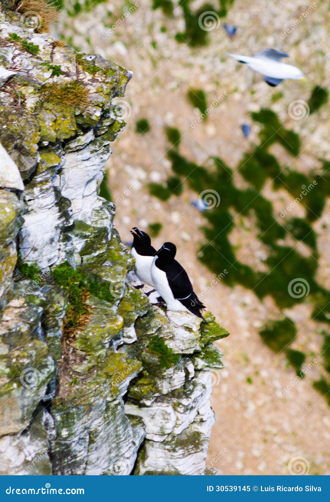 Sea Birds at Bempton Cliffs Stock Image - Image of protection, cliffs ...