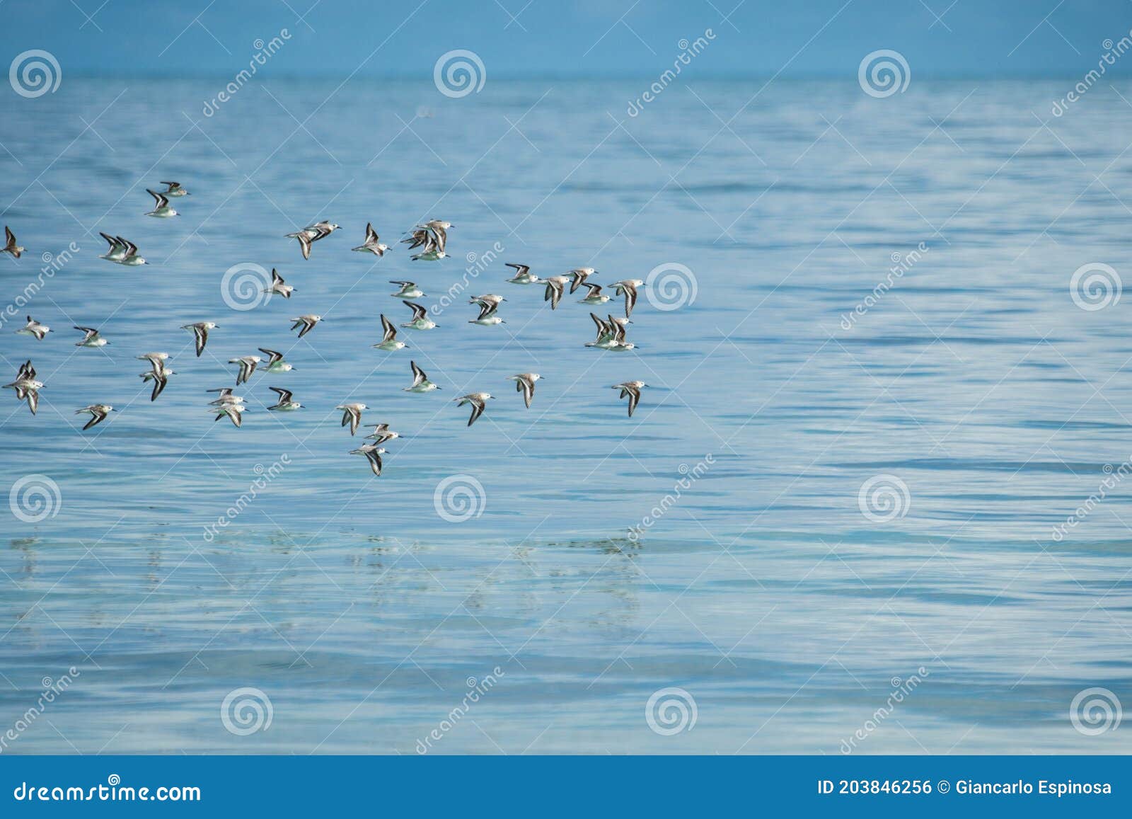 Sea Birds Flying in a Flock Over Ocean Stock Photo - Image of water ...