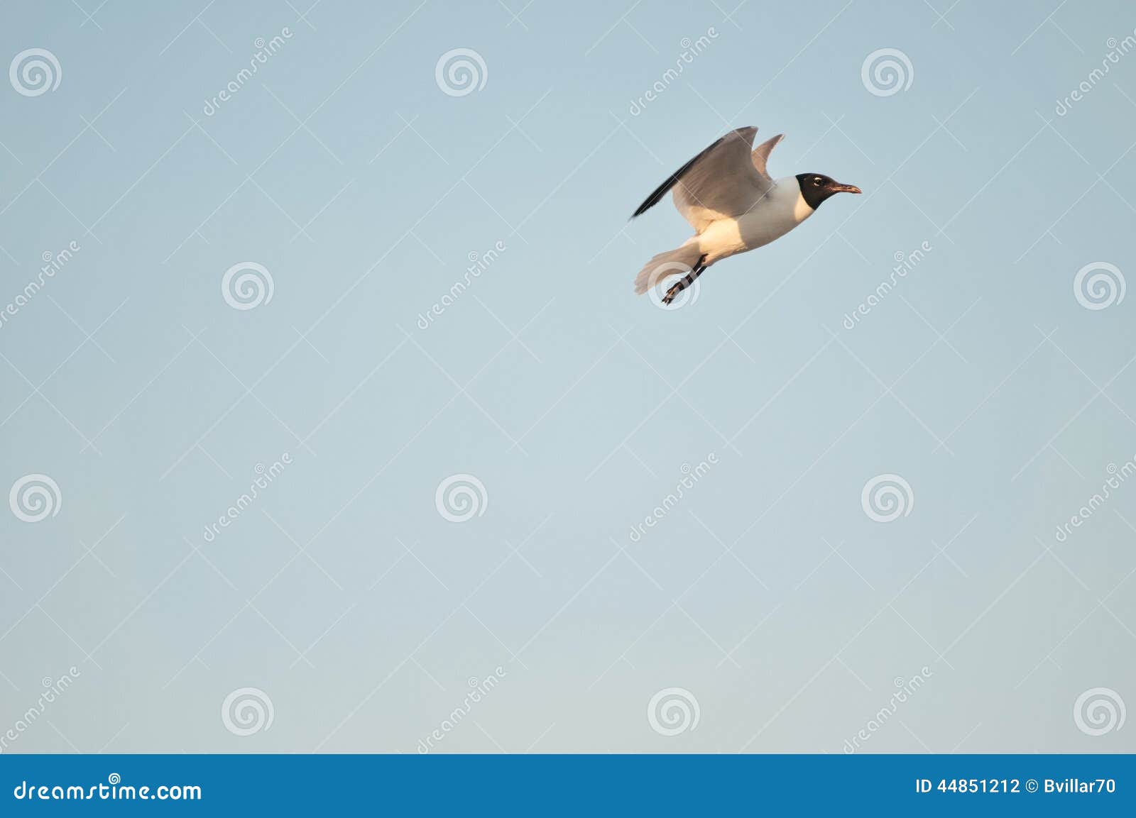 Sea birds flying stock photo. Image of blue, flying, clouds - 44851212
