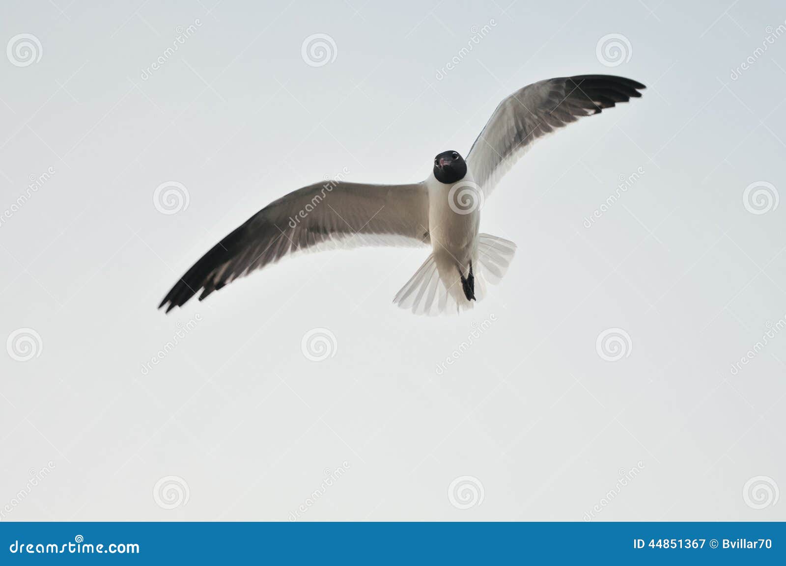 Sea birds flying stock image. Image of bird, blue, fauna - 44851367