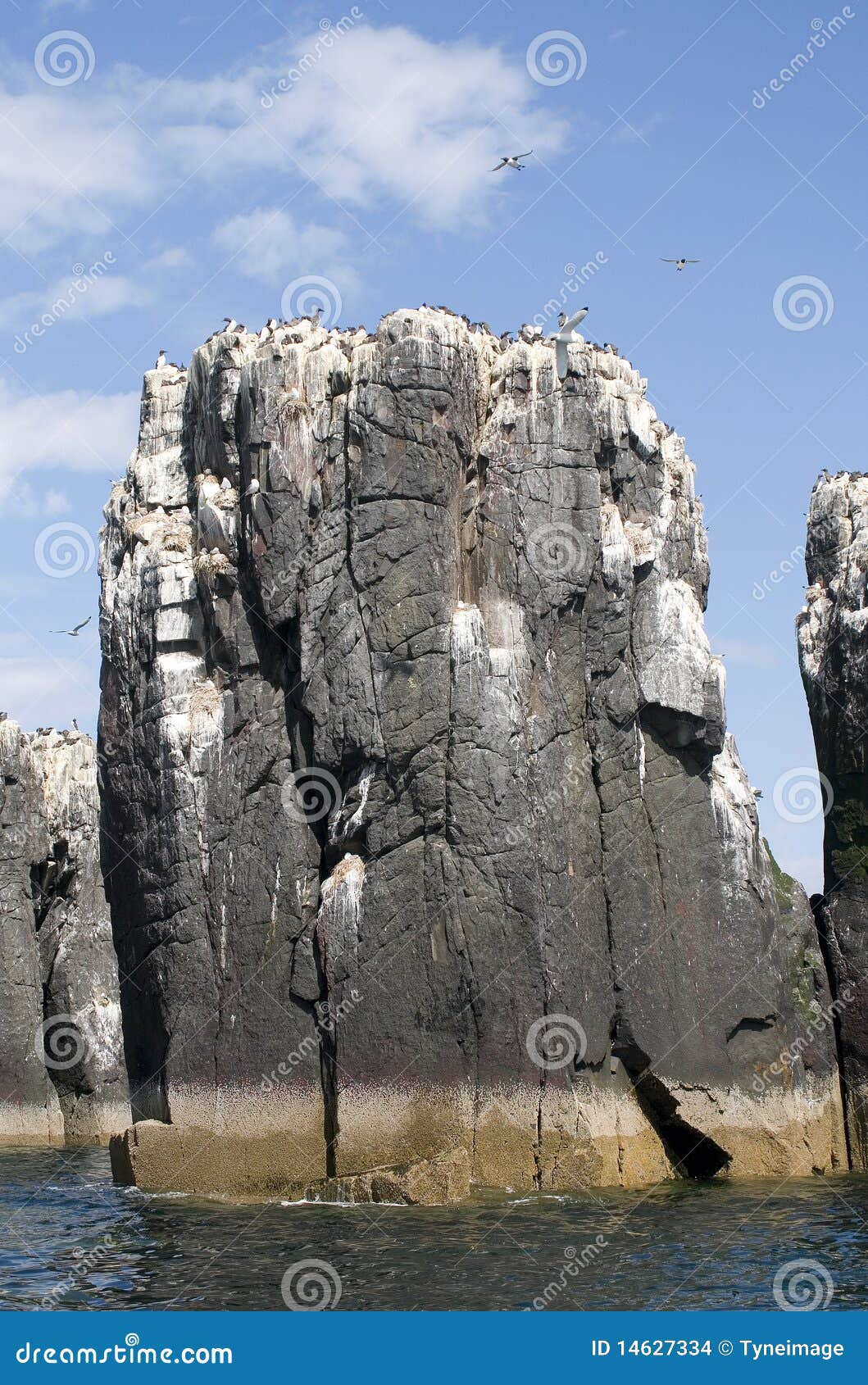 Sea Birds Nesting on Rock Pinnacle Stock Photo - Image of staple ...