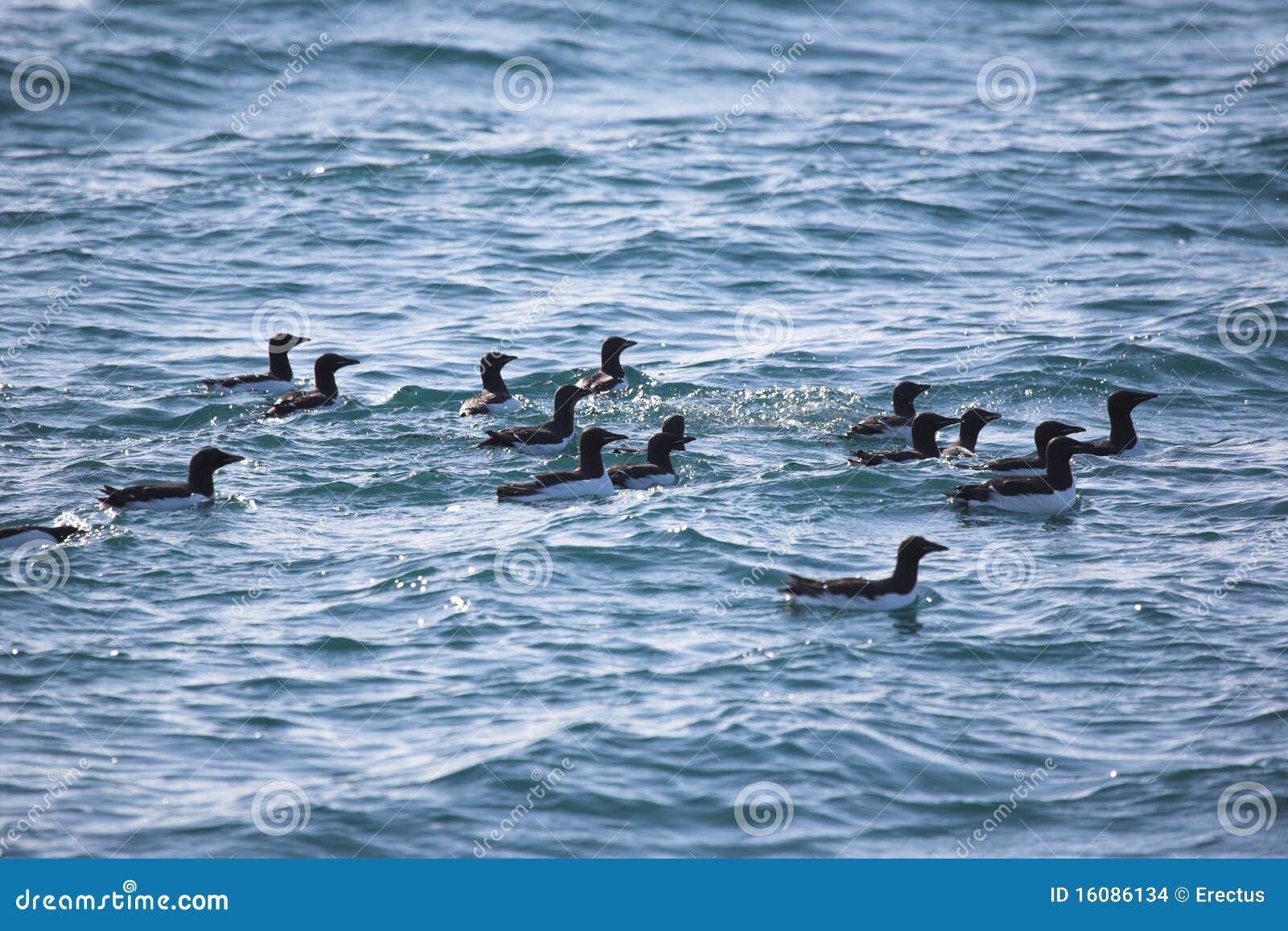 Sea Birds On The Ocean Waves Stock Photo - Image of science ...