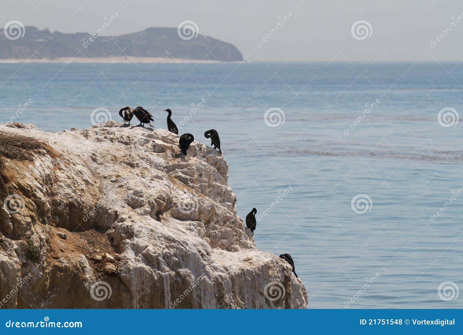 Sea birds on the rocks stock photo. Image of water, wildlife - 21751548