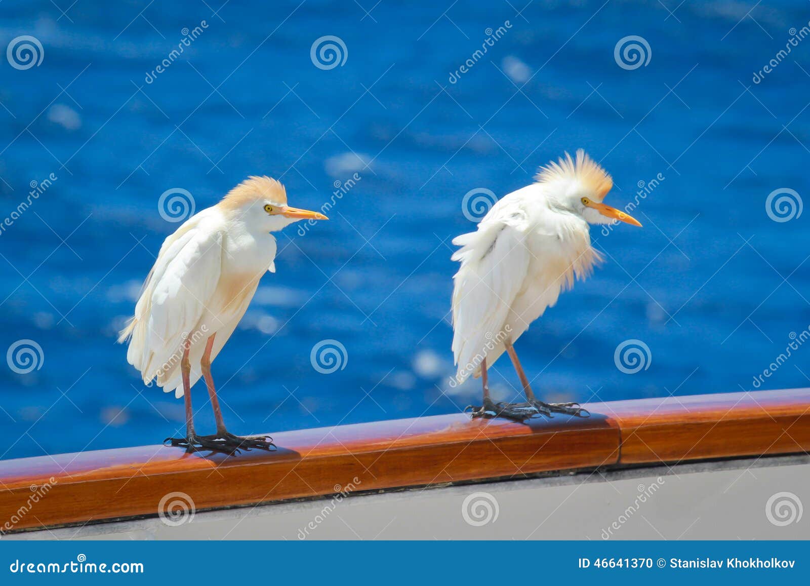 Sea birds stock photo. Image of onboard, ship, feather - 46641370