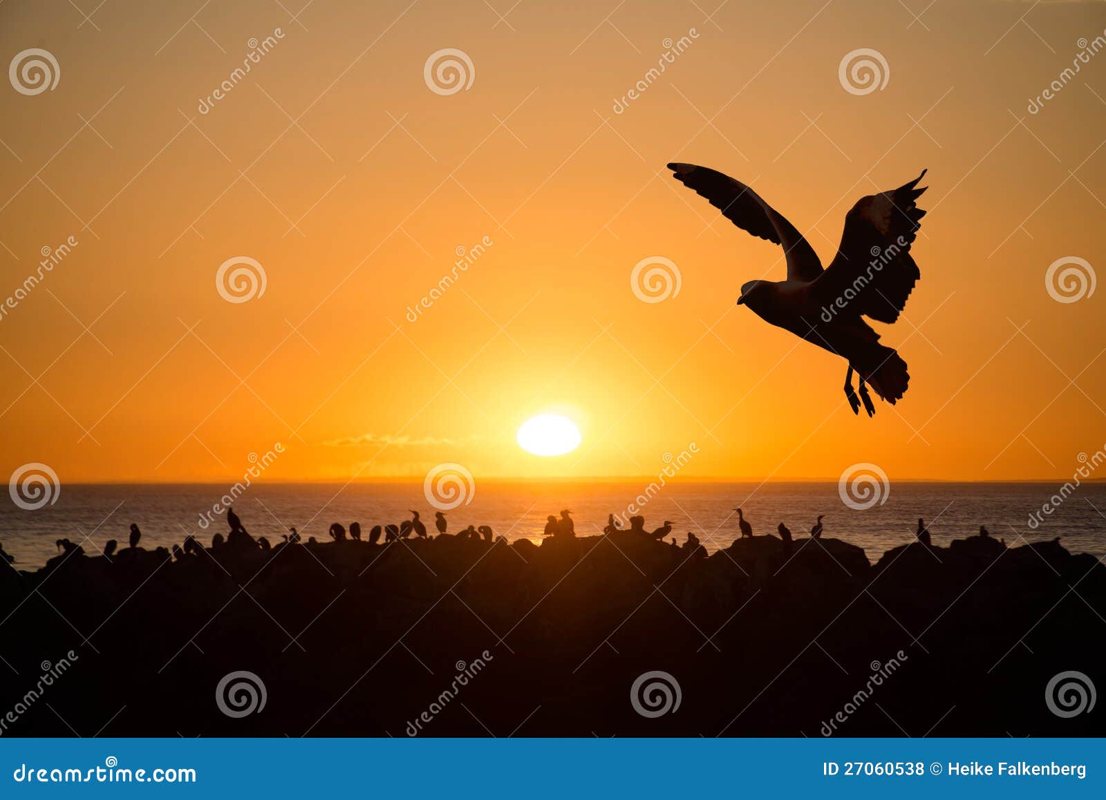 Sea Birds at Sunset stock photo. Image of water, orange - 27060538