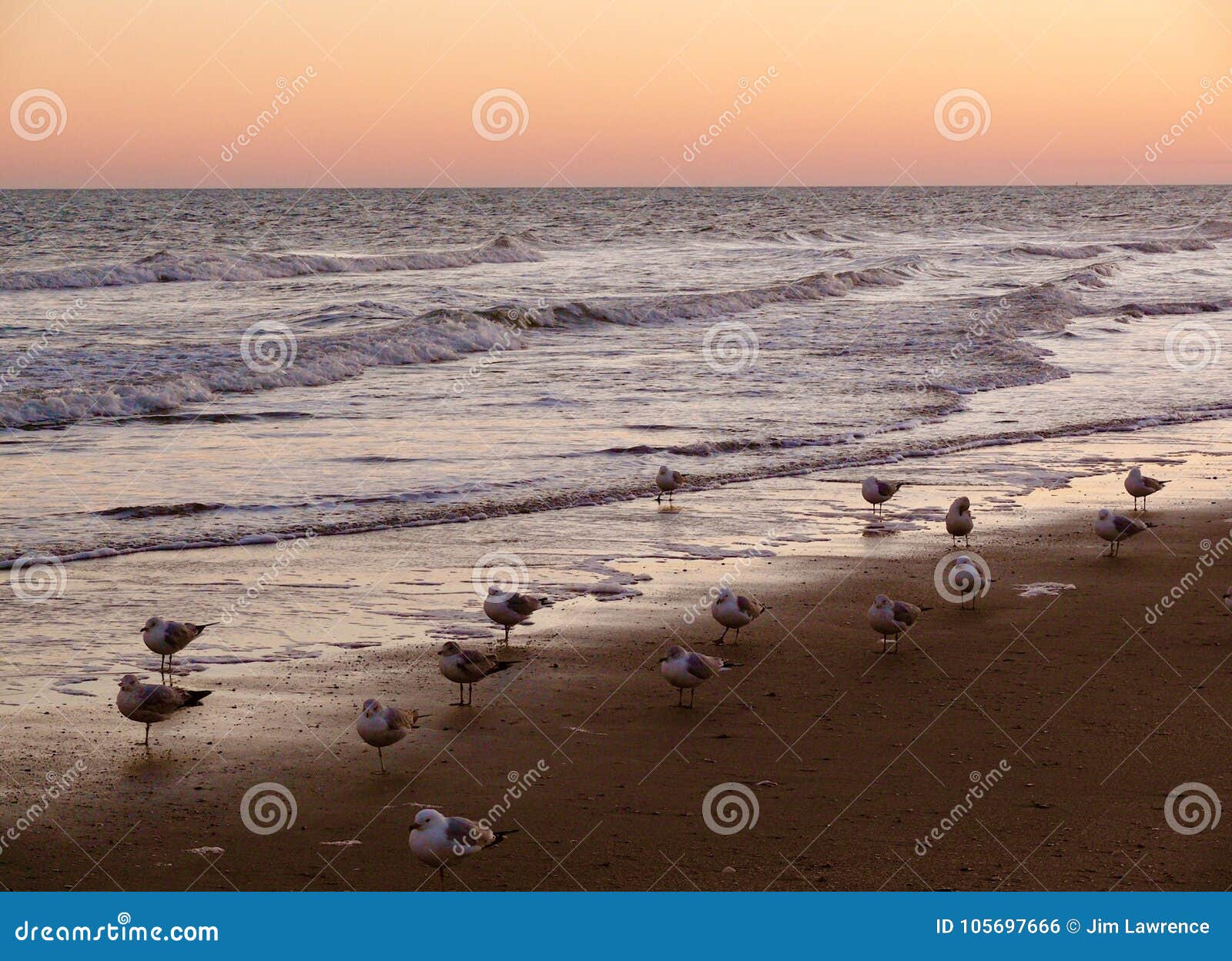 Sea birds at Sunset stock photo. Image of holden, north - 105697666