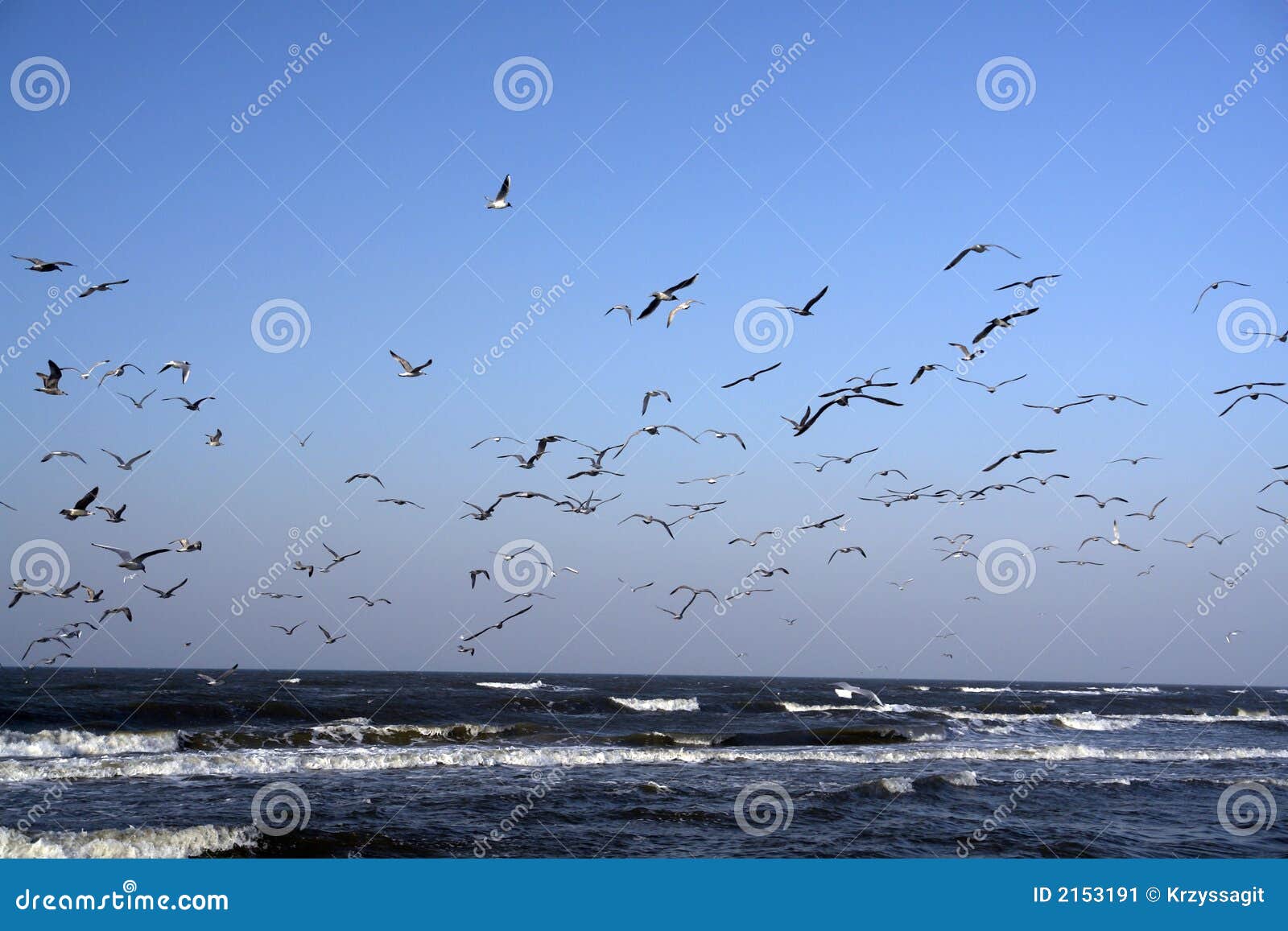 Sea Birds Take Flight stock image. Image of flocking, water - 2153191