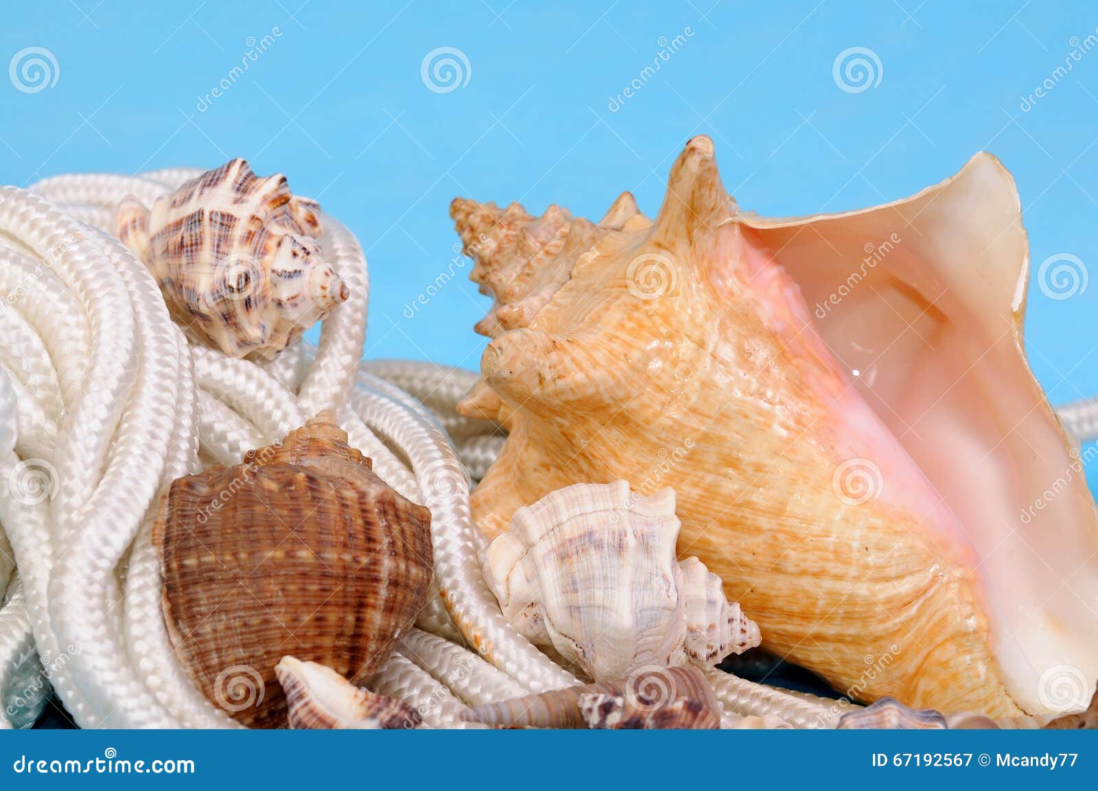 Sea Blue Background with Shell Stock Image - Image of cockleshell ...