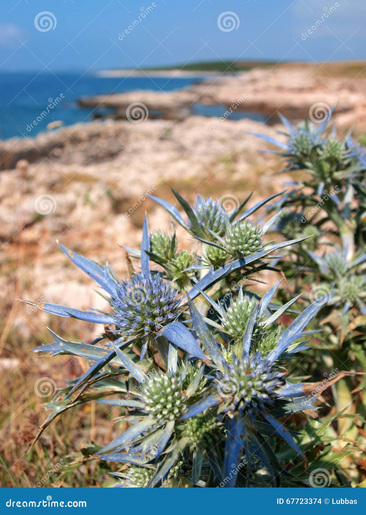 Sea Blue Flower Thistle on Coast Stock Photo - Image of ecological ...