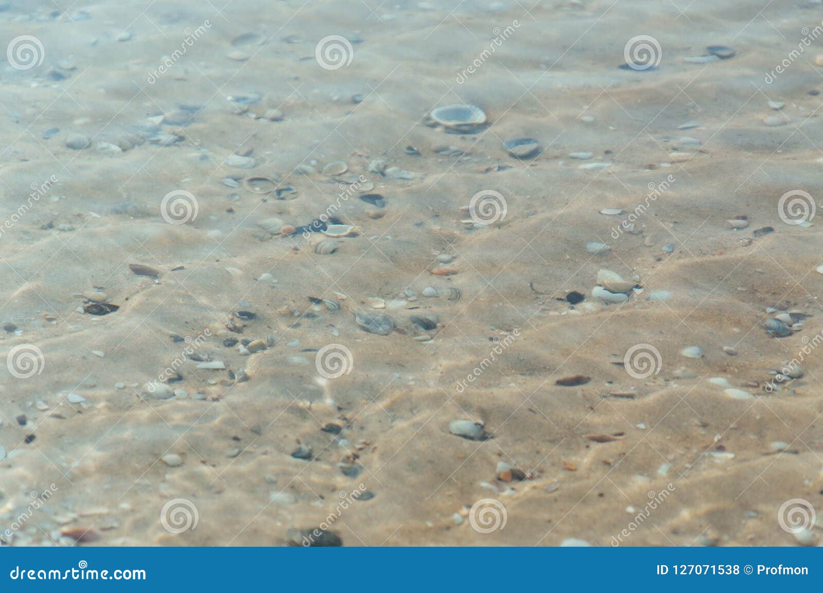 Sea Bottom Sand and Seashells Under the Layer of Water on a Hot Summer ...