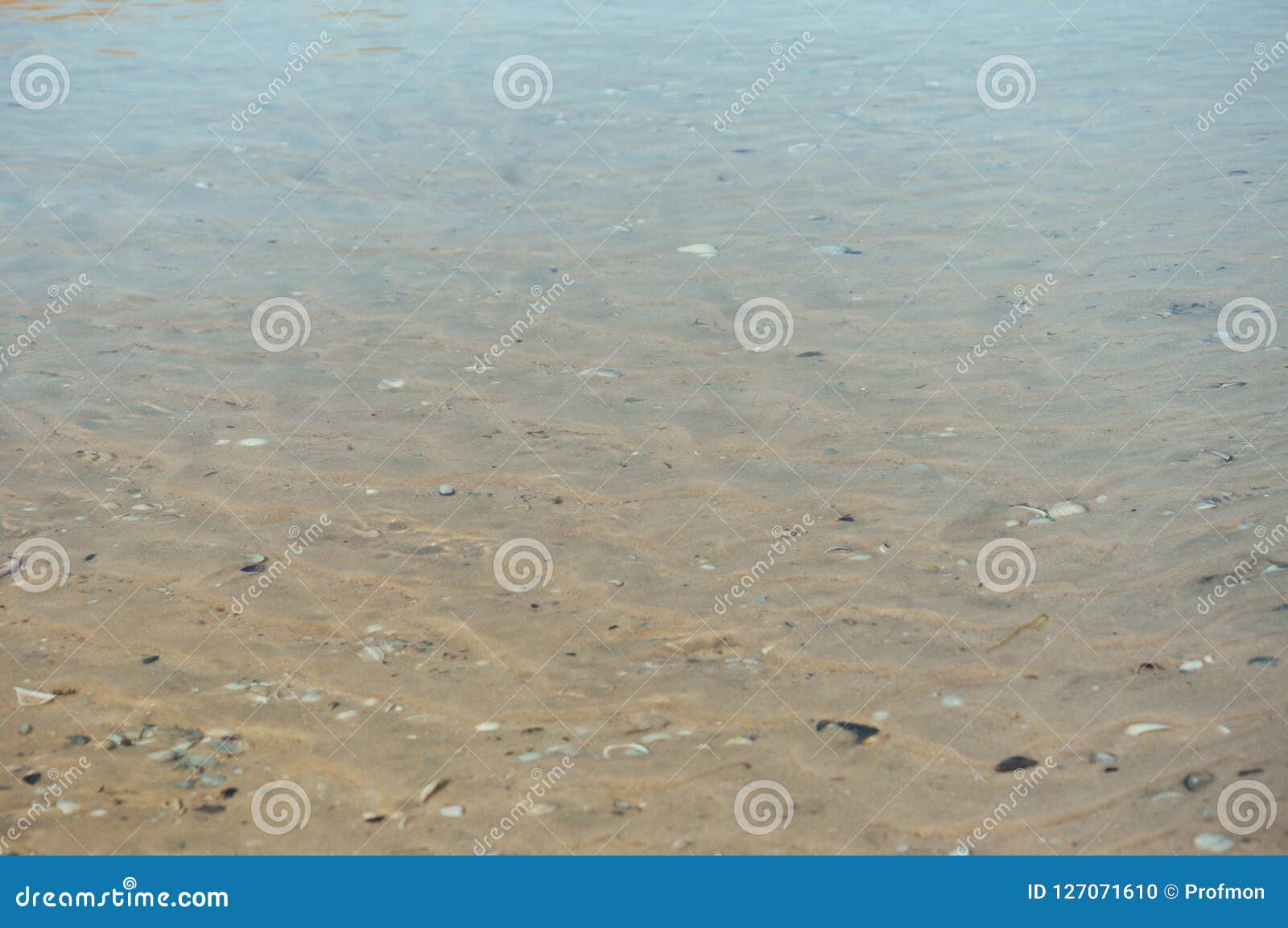 Sea Bottom Sand and Seashells Under the Layer of Water on a Hot Summer ...