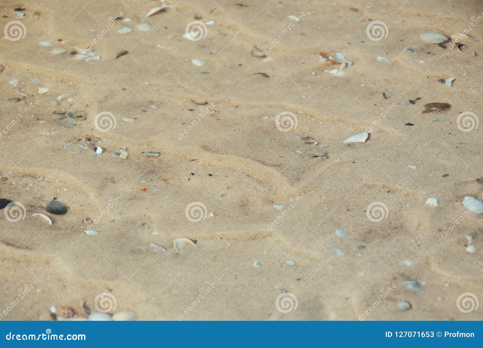 Sea Bottom Sand and Seashells Under the Layer of Water on a Hot Summer ...