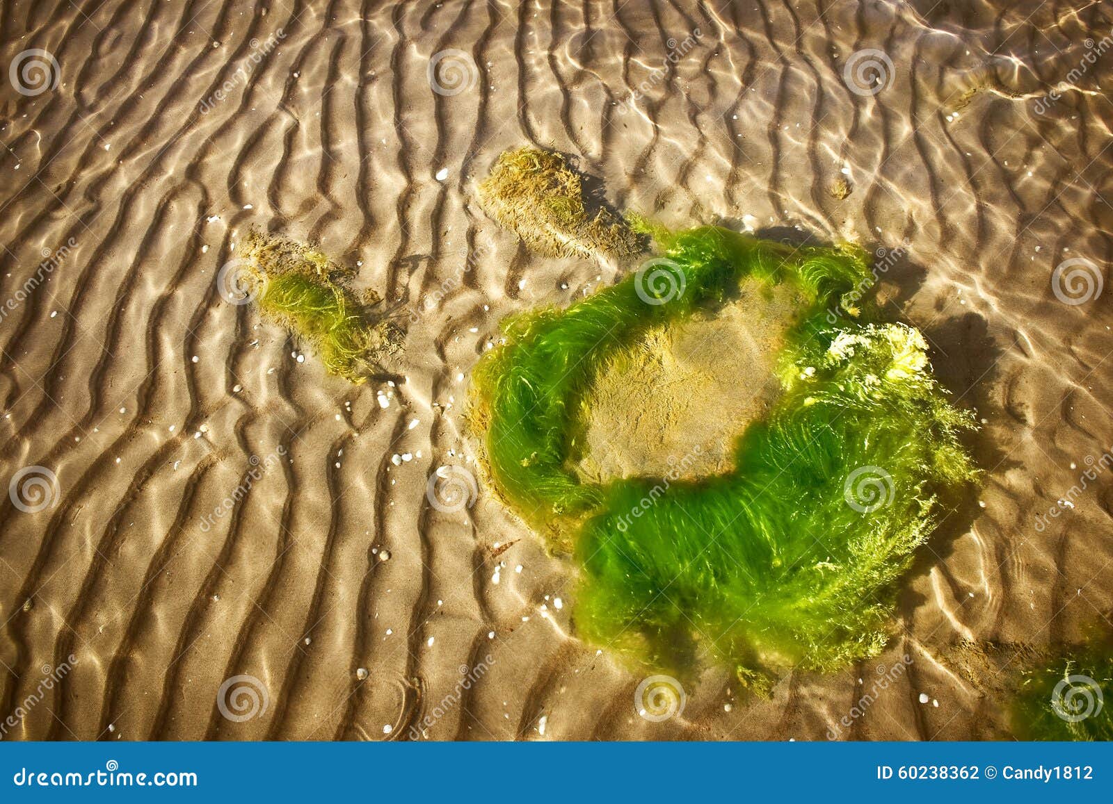 Sea bottom texture stock photo. Image of beautiful, ripple - 60238362