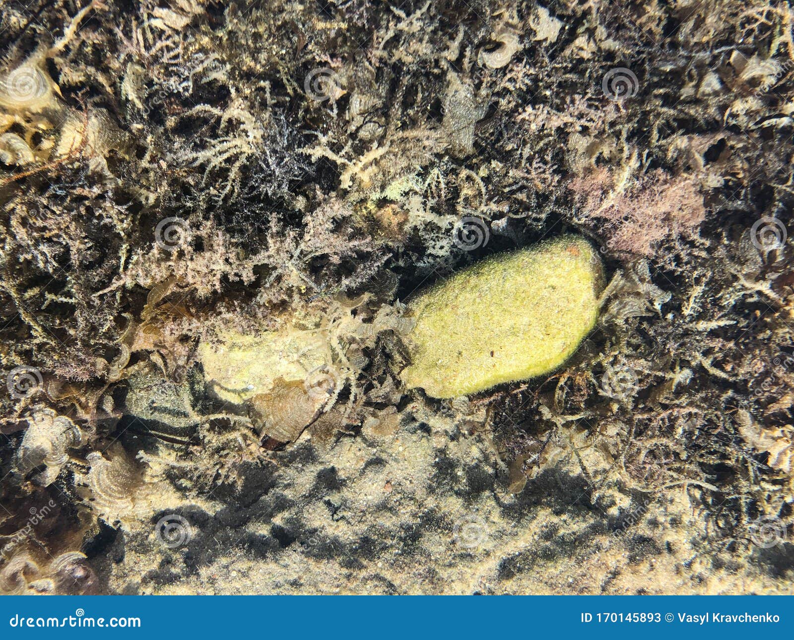 Sea Bottom Top View Background Stock Image - Image of plant, outdoor ...