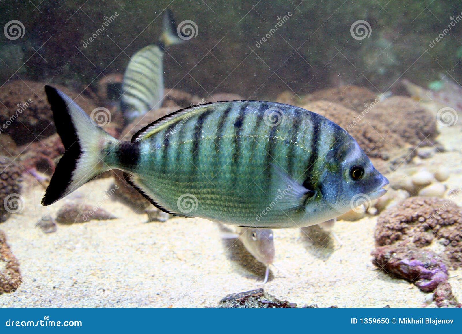 Sea Bream 1 stock photo. Image of sand, animal, nice, bream - 1359650