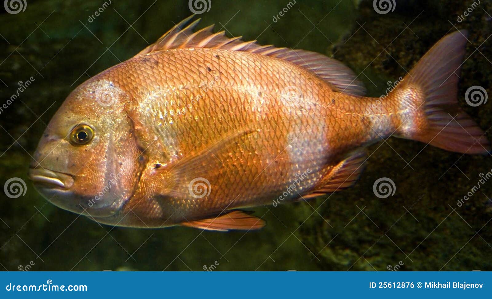 Sea bream 1 stock photo. Image of nature, bream, gills - 25612876