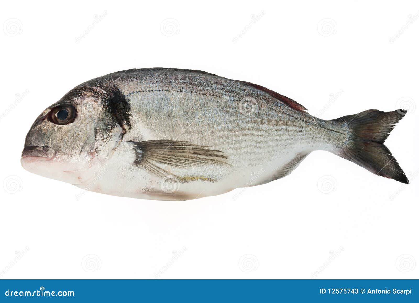 Sea bream stock image. Image of nature, catch, background - 12575743