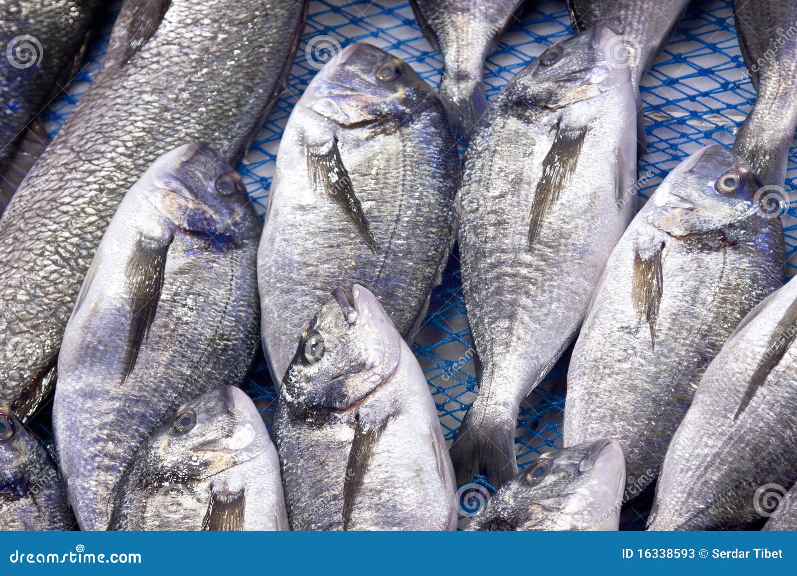 Sea bream stock image. Image of background, grill, ocean - 16338593