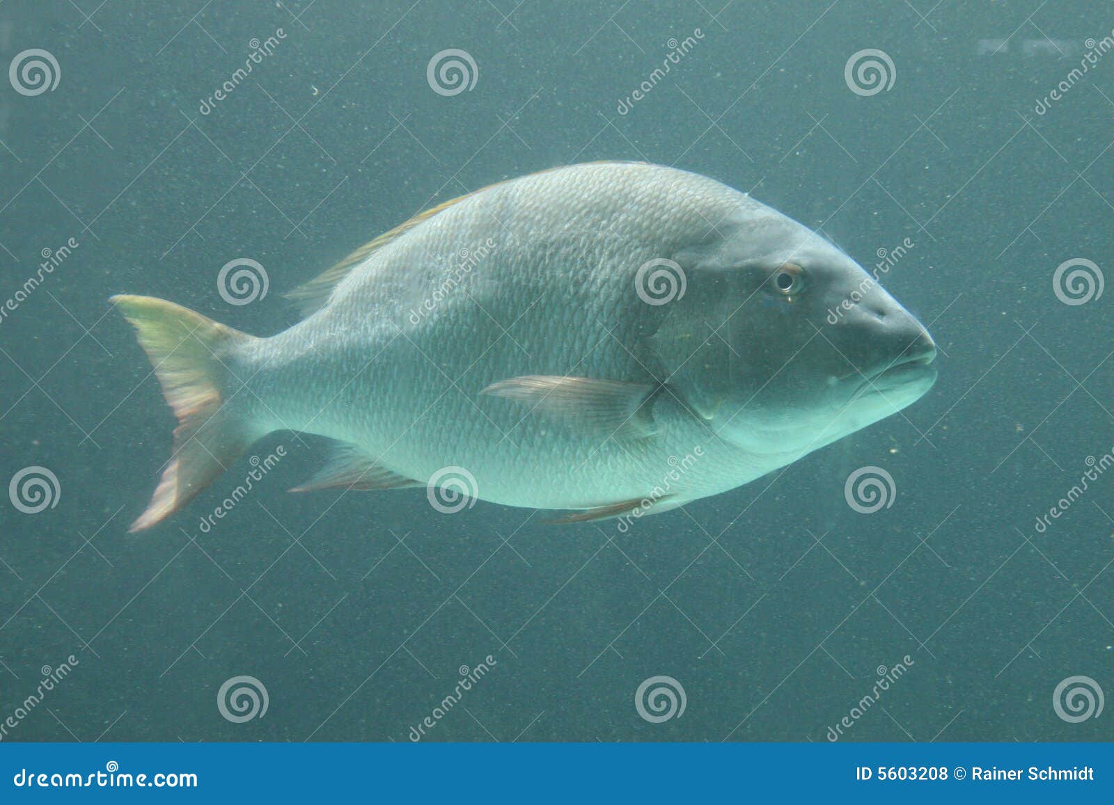 Sea bream stock photo. Image of aquatic, world, ocean - 5603208