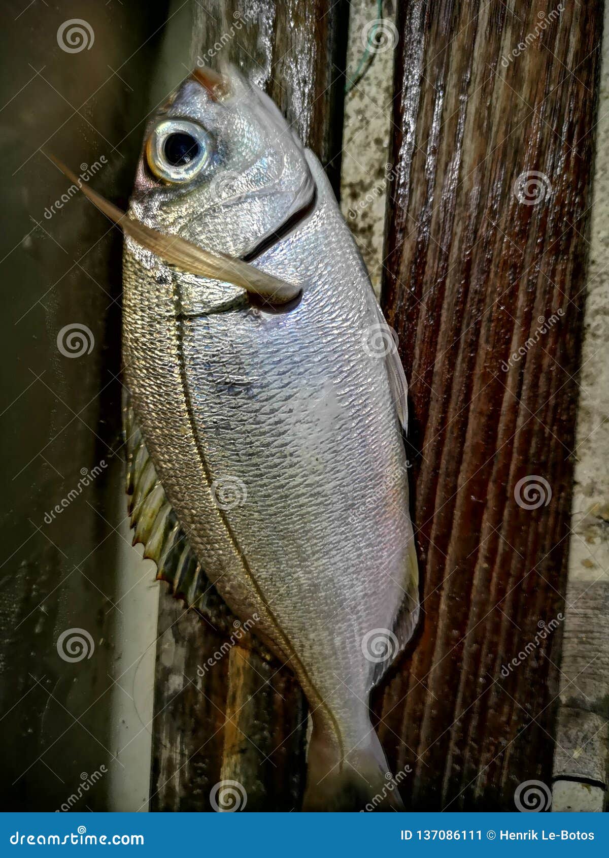 Sea Bream stock image. Image of mediterranean, fishing - 137086111