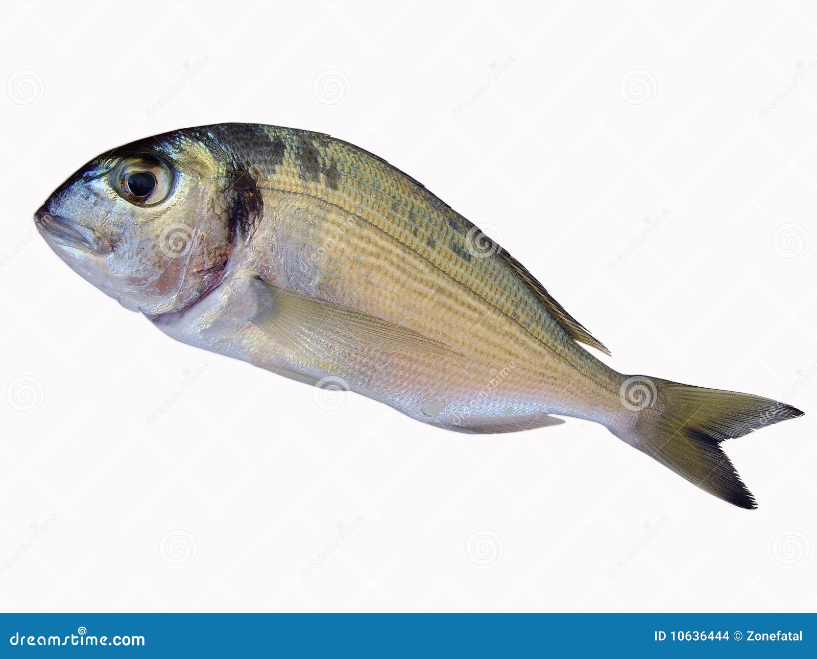 Sea bream fish stock photo. Image of dead, body, health - 10636444