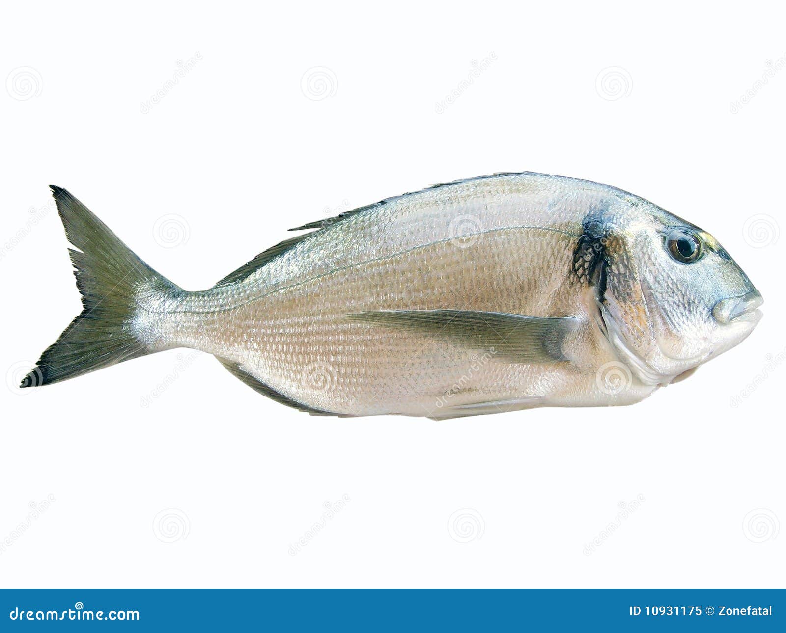Sea Bream Fish stock image. Image of food, cuisine, plate - 10931175