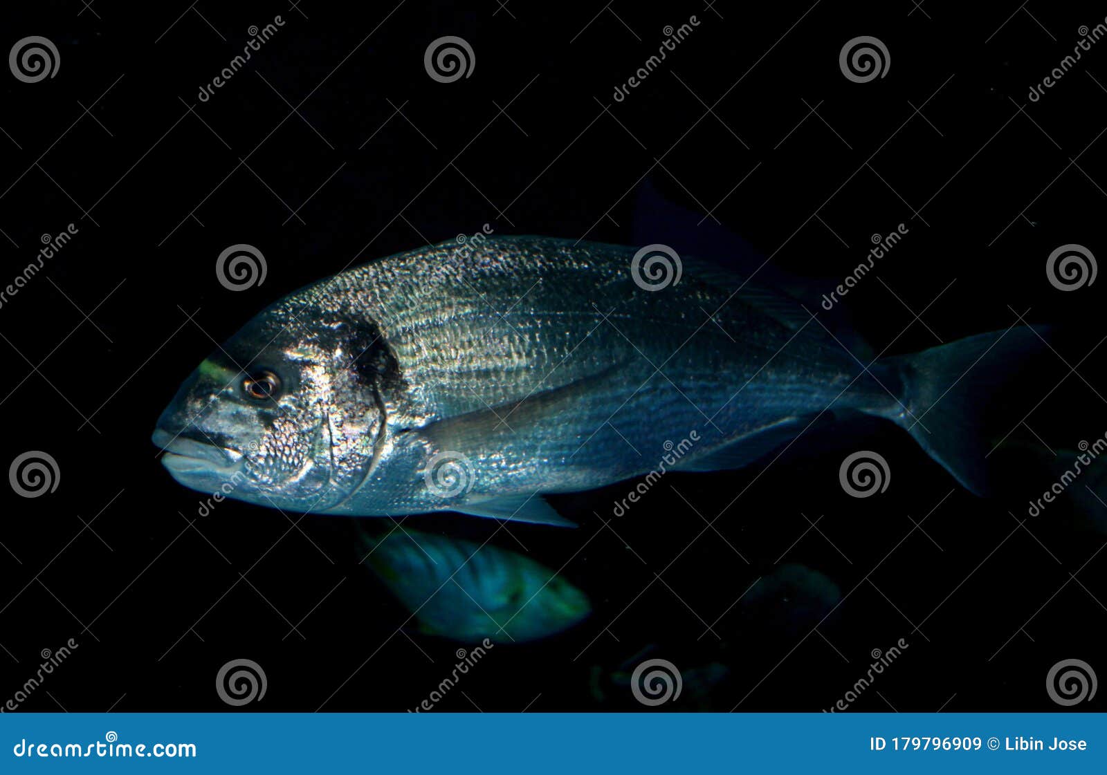 Sea Bream Fish in Under the Blue Water Stock Image - Image of ocean ...