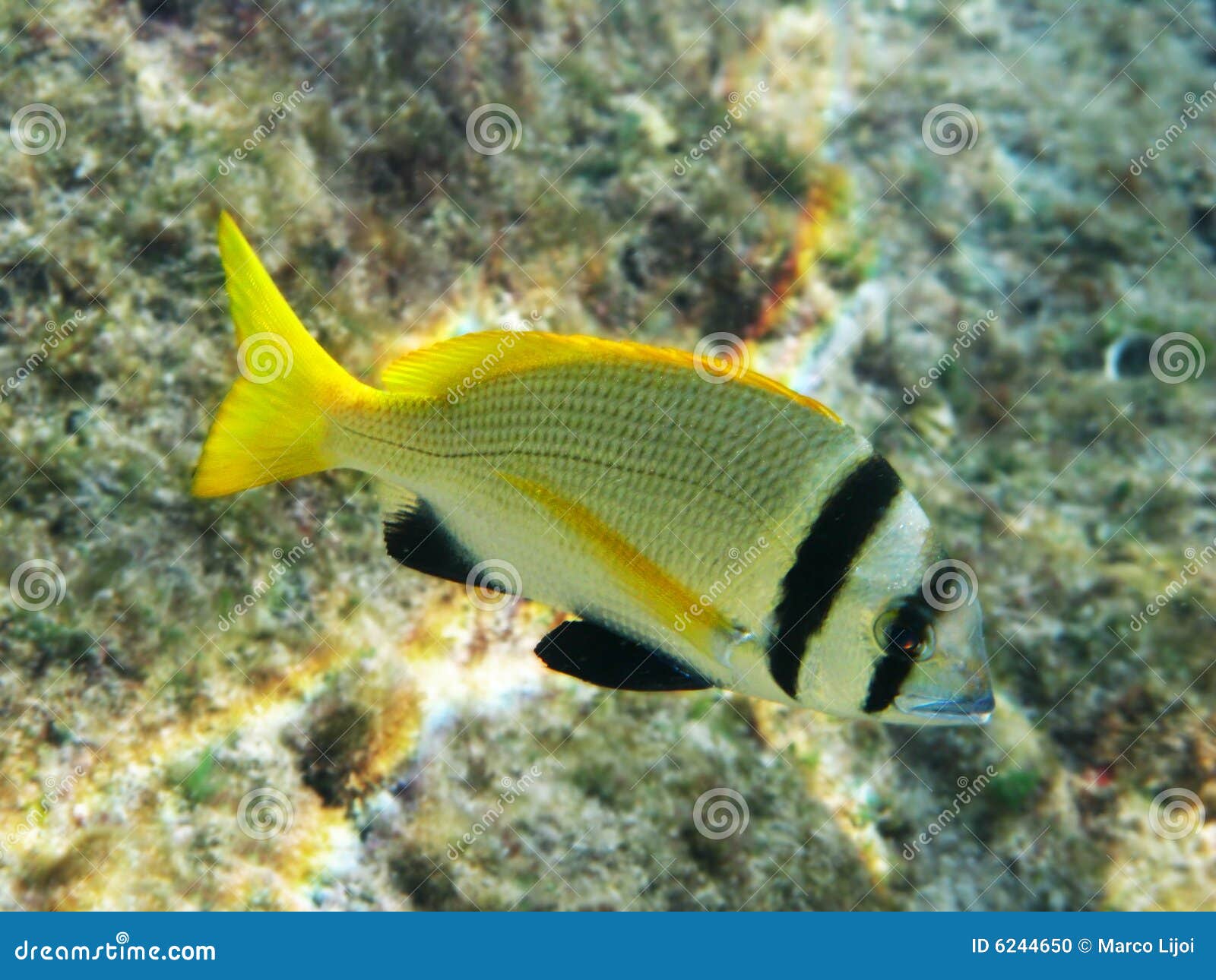 Sea bream fish stock photo. Image of snorkeling, yellow - 6244650
