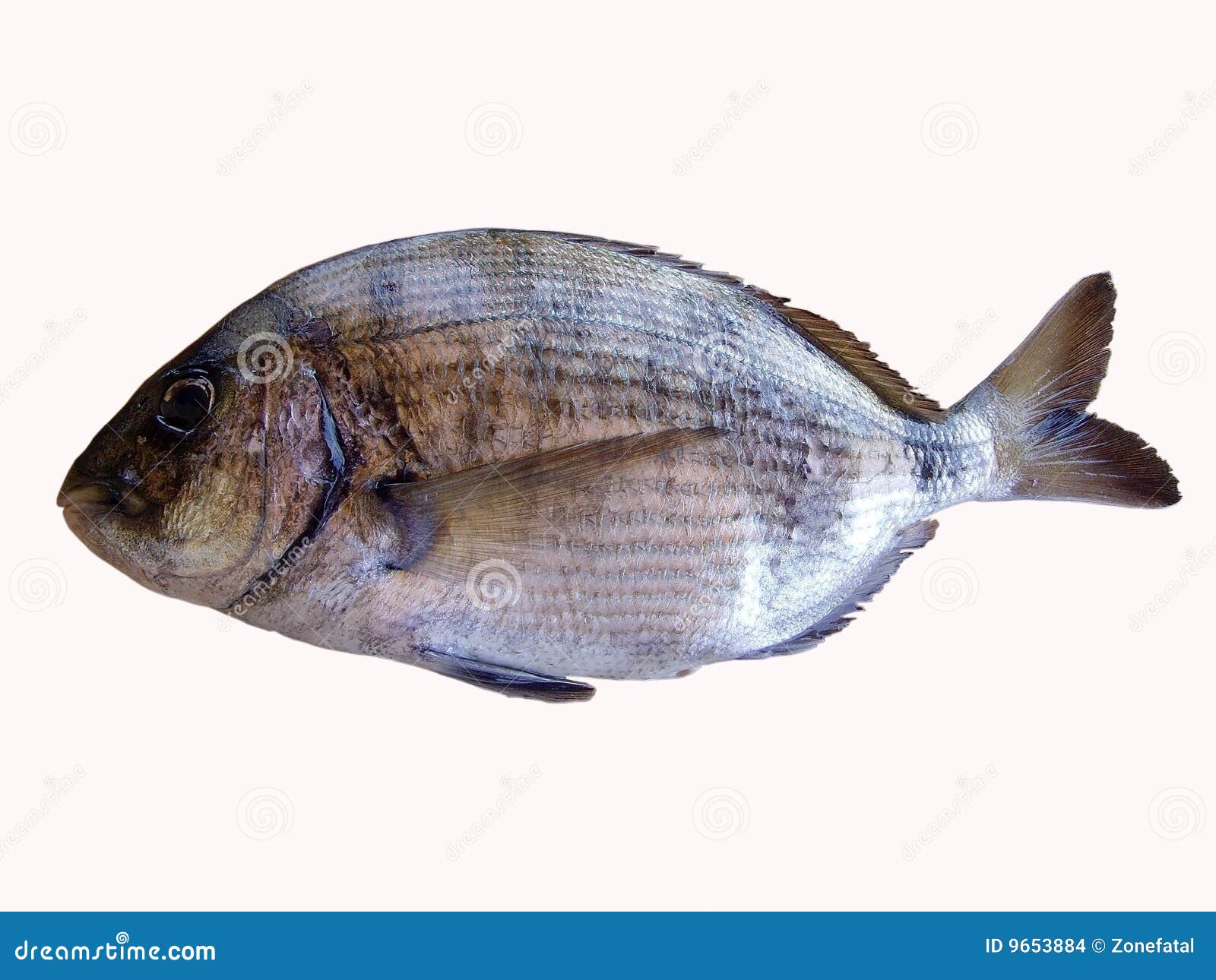 Sea bream fish stock photo. Image of fish, dinning, fresh - 9653884