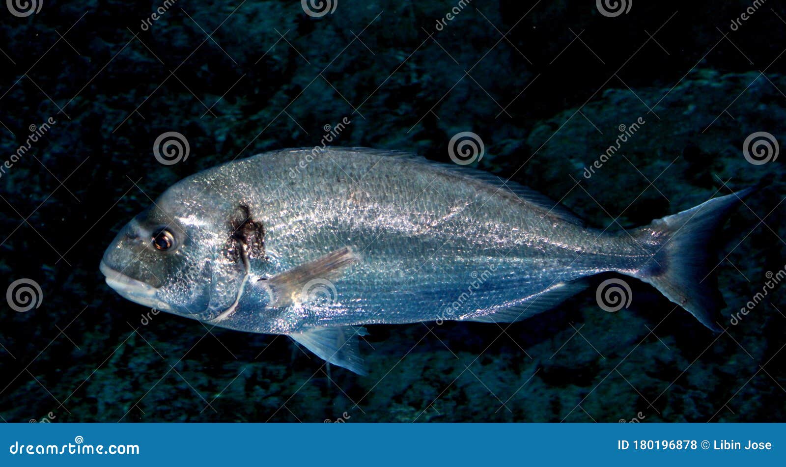 Sea Bream Fish in Under the Blue Water Stock Photo - Image of ...