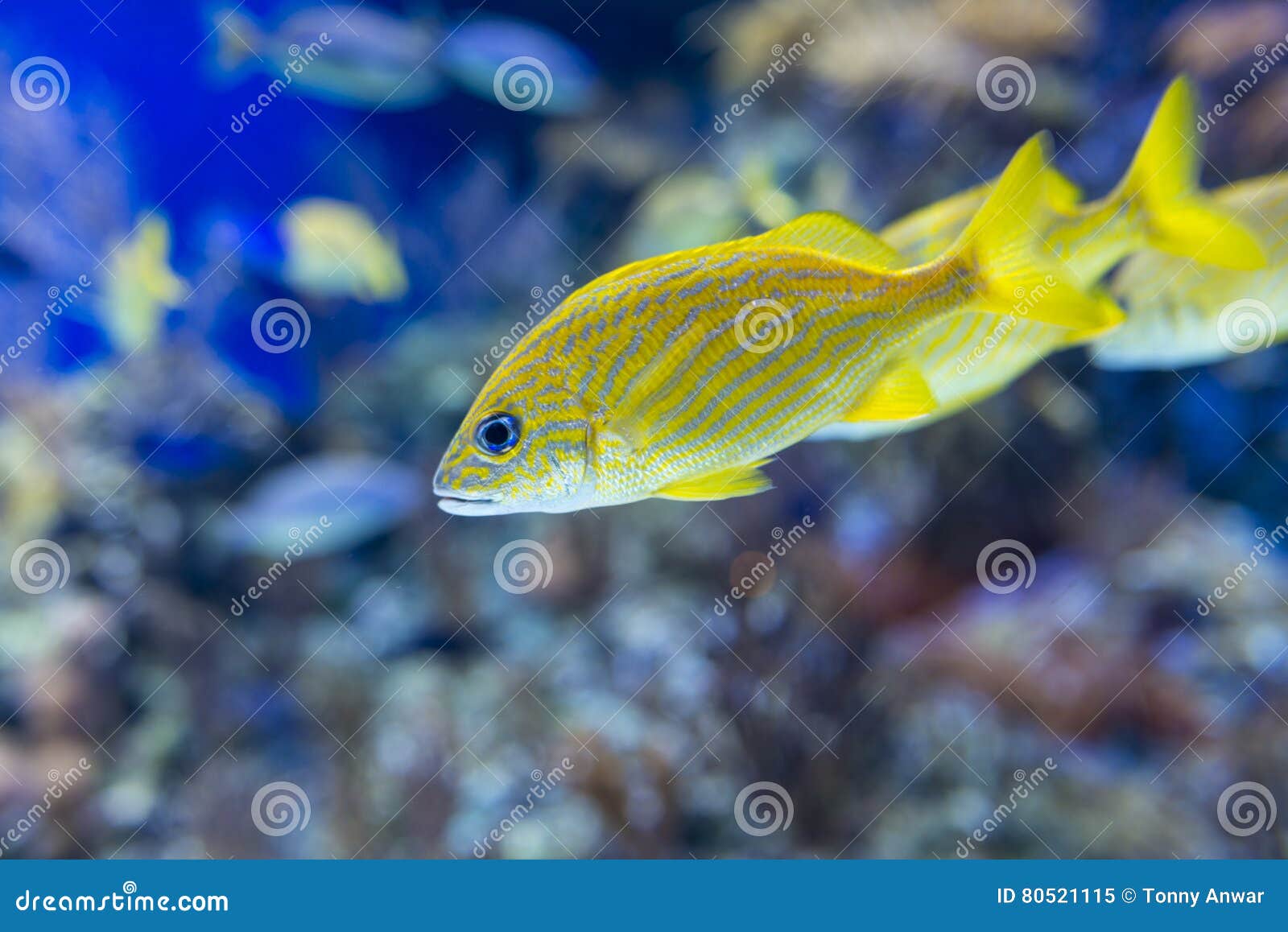 Sea Bream stock image. Image of marine, bream, underwater - 80521115