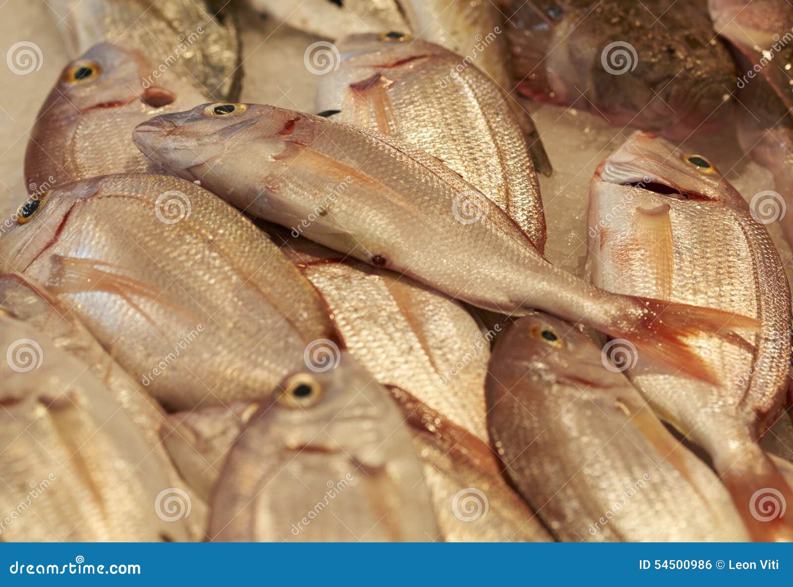 Pagrus Fish, Pagrus Major, Red Seabream, Pink Sea Bream Fish, Japanese ...