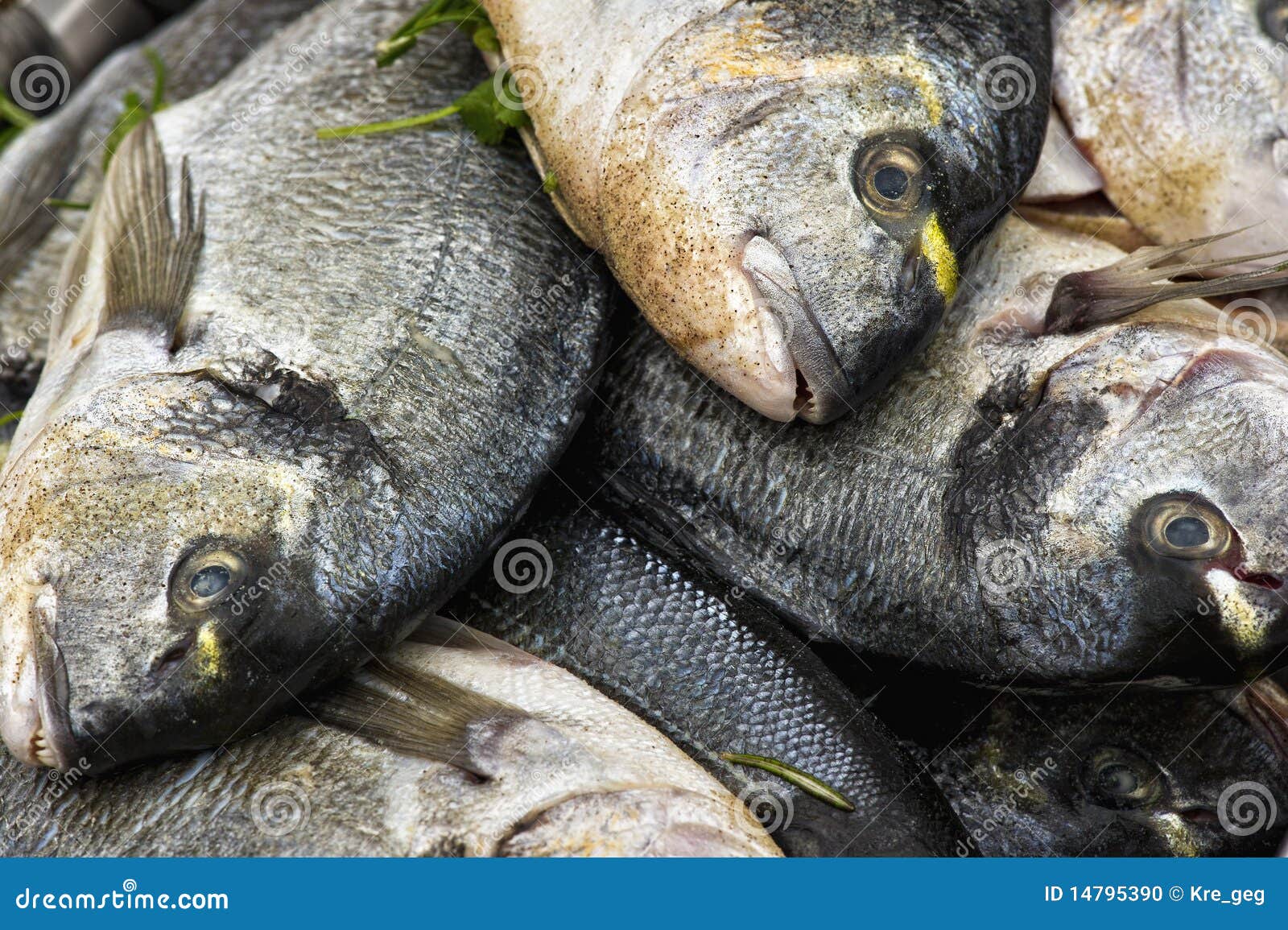 Fresh Red Seabream Fish Pagrus Major On Ice Stock Photo | CartoonDealer ...