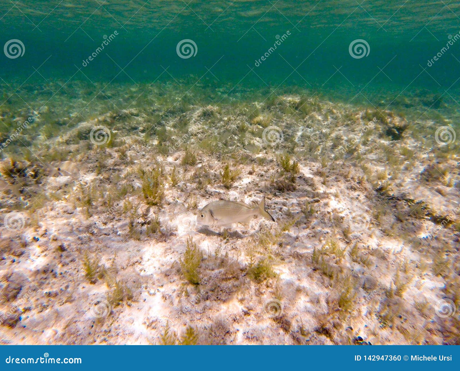 Sea bream underwater stock photo. Image of coral, beautiful - 142947360