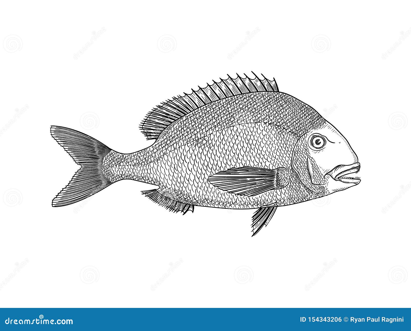 Red Sea Bream Vector Sketch Illustration Clip-art | CartoonDealer.com ...