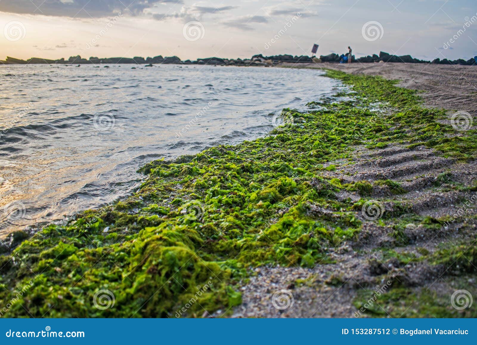 The Sea Brought Many Algae To the Shore.the Beach Full of Algae Stock ...