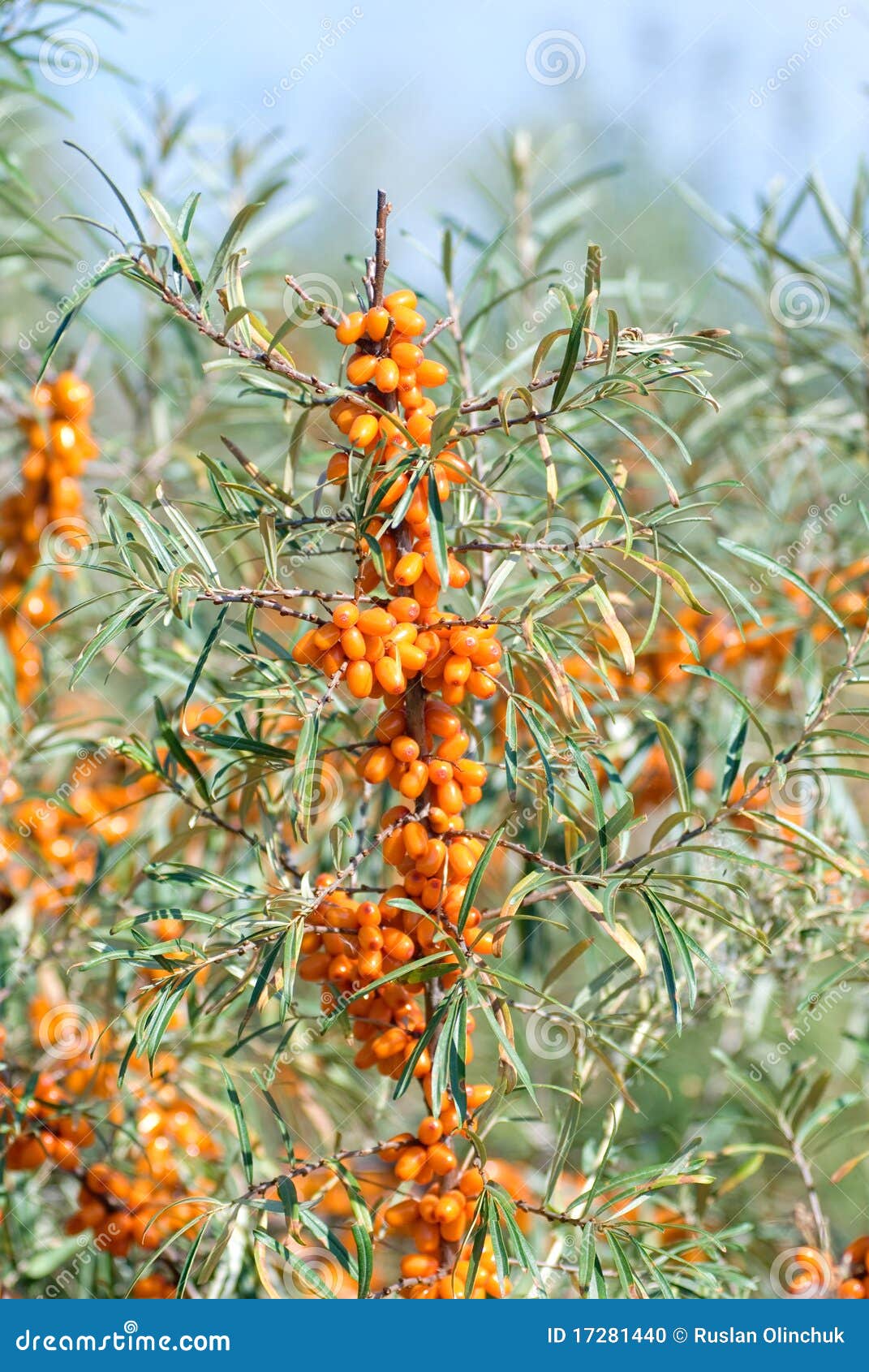 Sea-buckthorn stock photo. Image of medicine, floral - 17281440