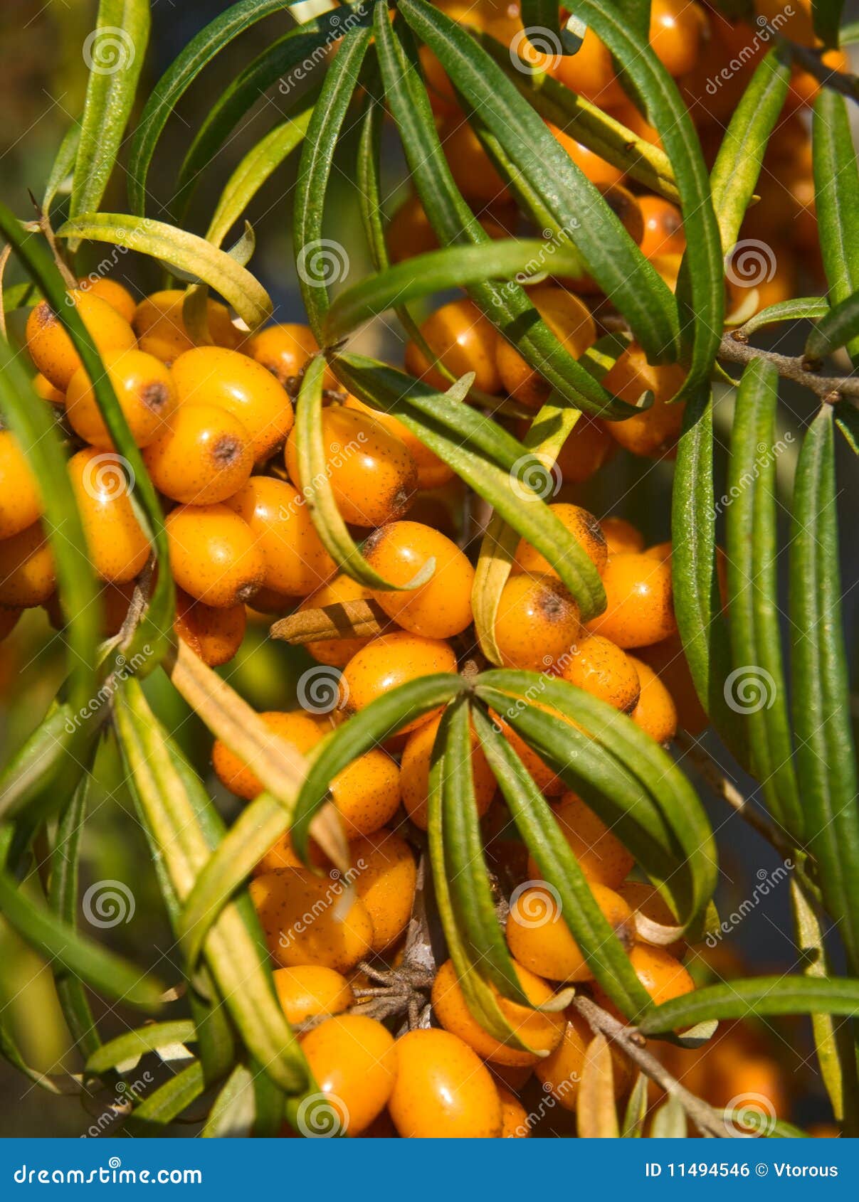 Sea buckthorn berries stock photo. Image of organic, fruit - 11494546