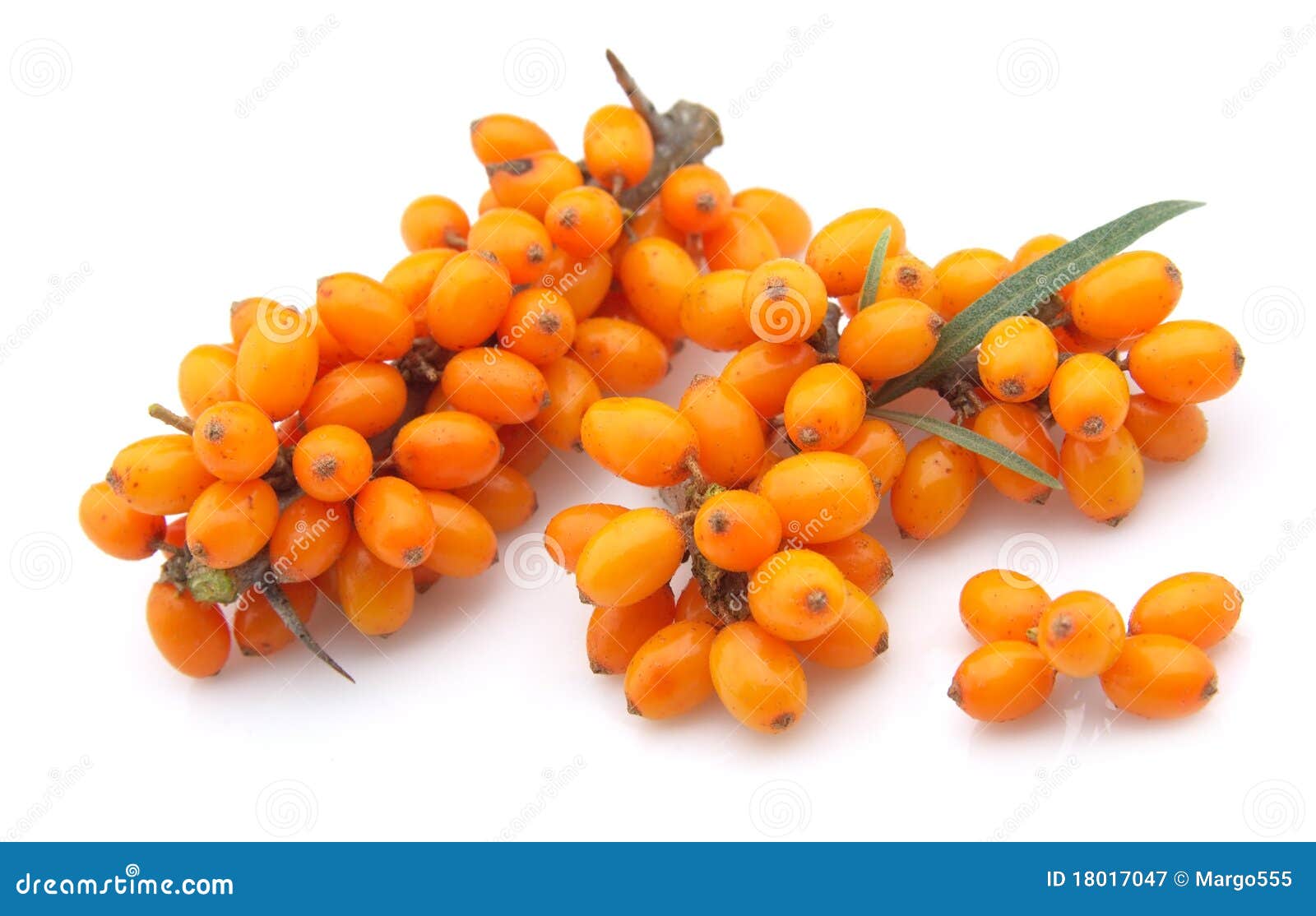 Sea-buckthorn berries stock image. Image of small, orange - 18017047
