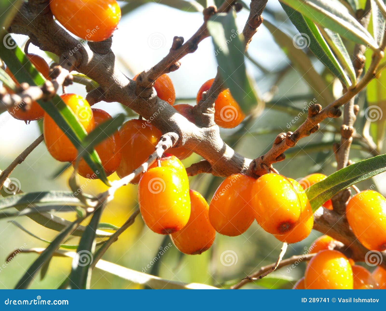 Sea-buckthorn Berries stock image. Image of tree, orange - 289741