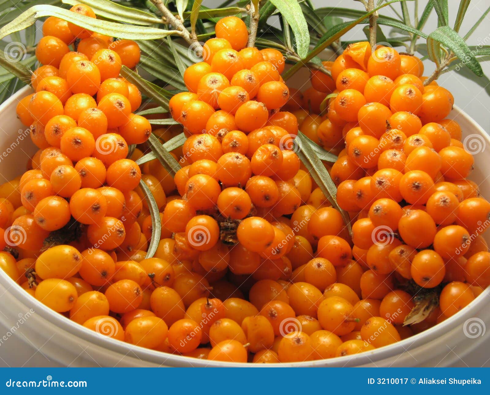 Sea-buckthorn berries stock image. Image of nature, butter - 3210017