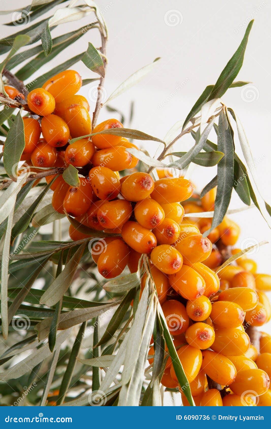 Sea-buckthorn berries stock photo. Image of leaf, environmental - 6090736