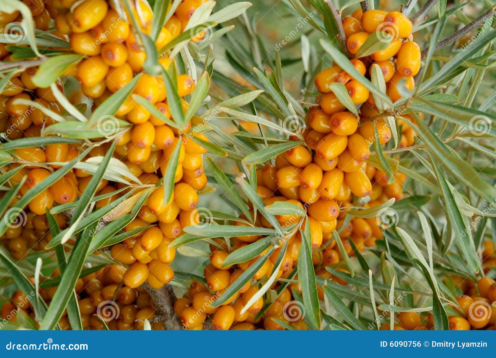 Sea-buckthorn berries stock photo. Image of dessert, bright - 6090756