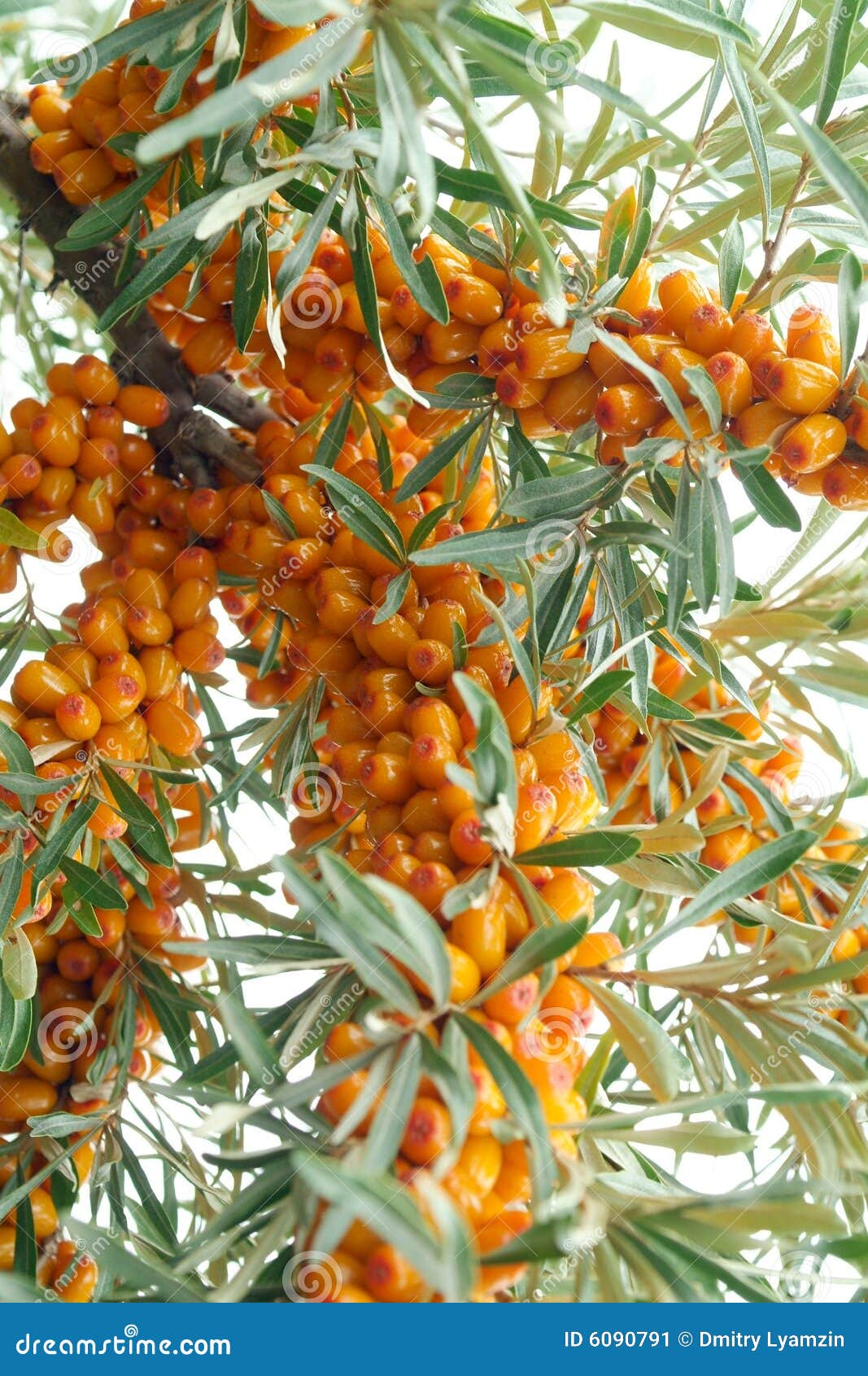Sea-buckthorn berries stock image. Image of gourmet, environmental ...
