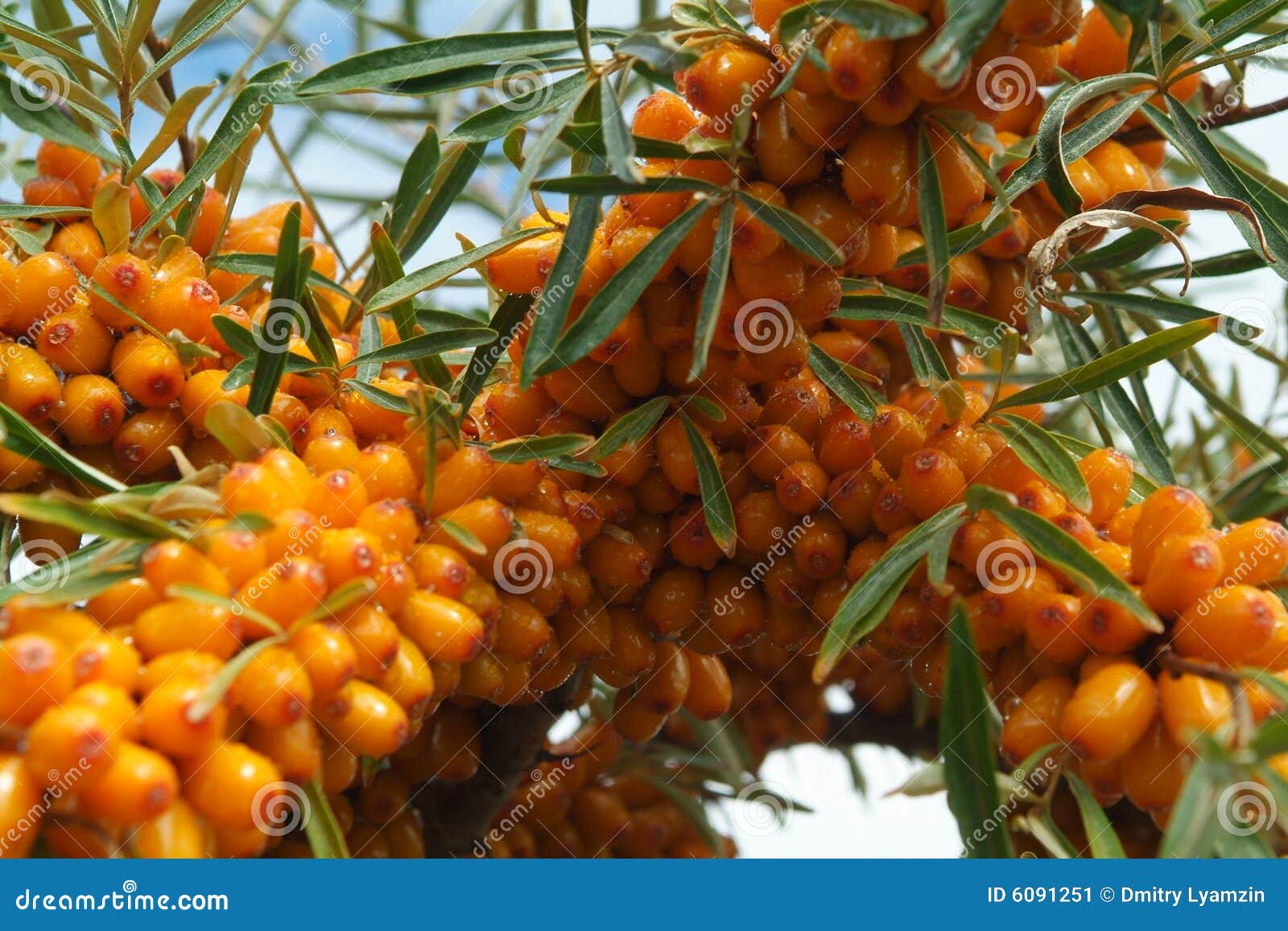 Sea-buckthorn berries stock image. Image of garden, dessert - 6091251