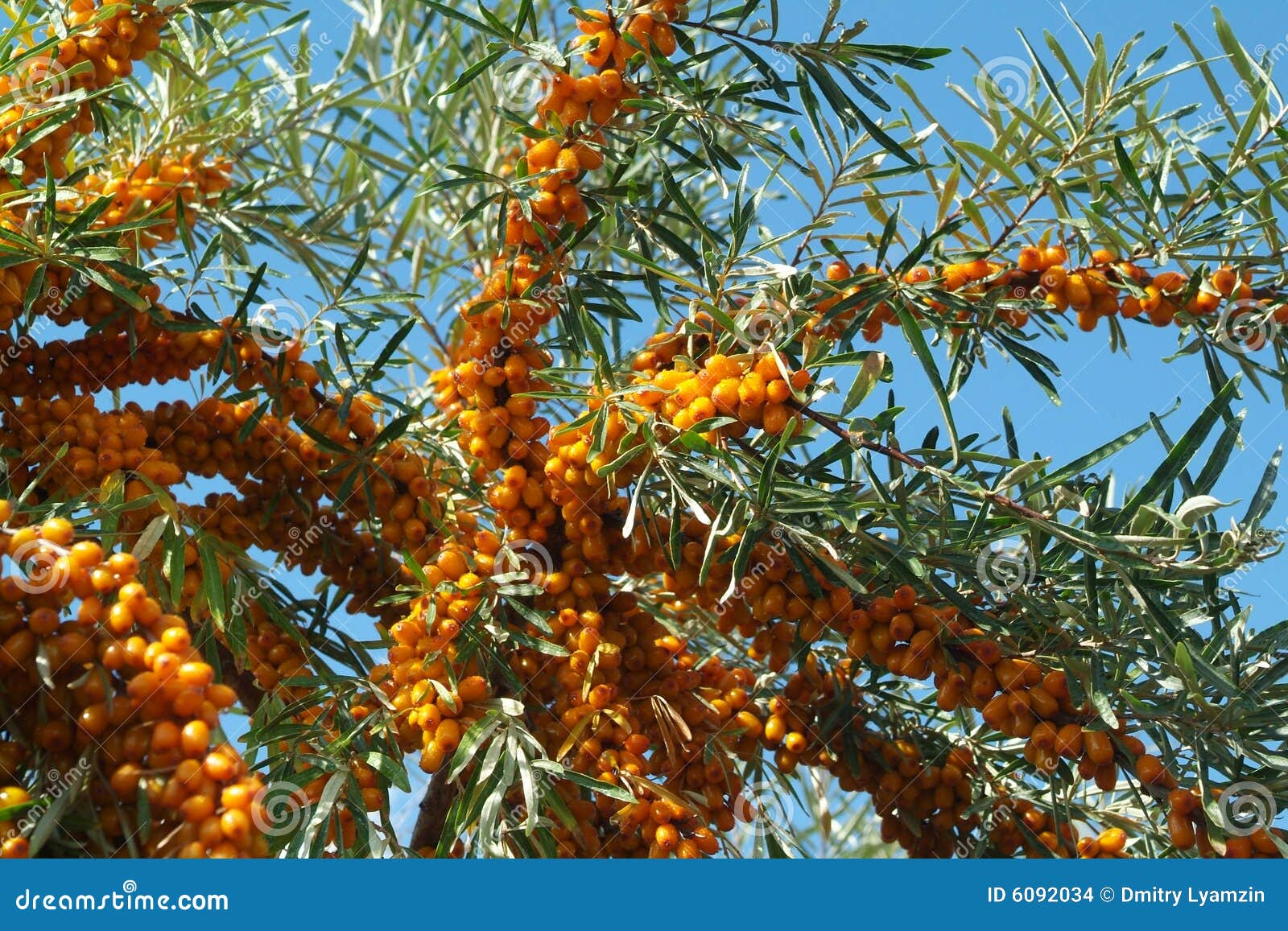 Sea-buckthorn berries stock photo. Image of desire, garden - 6092034